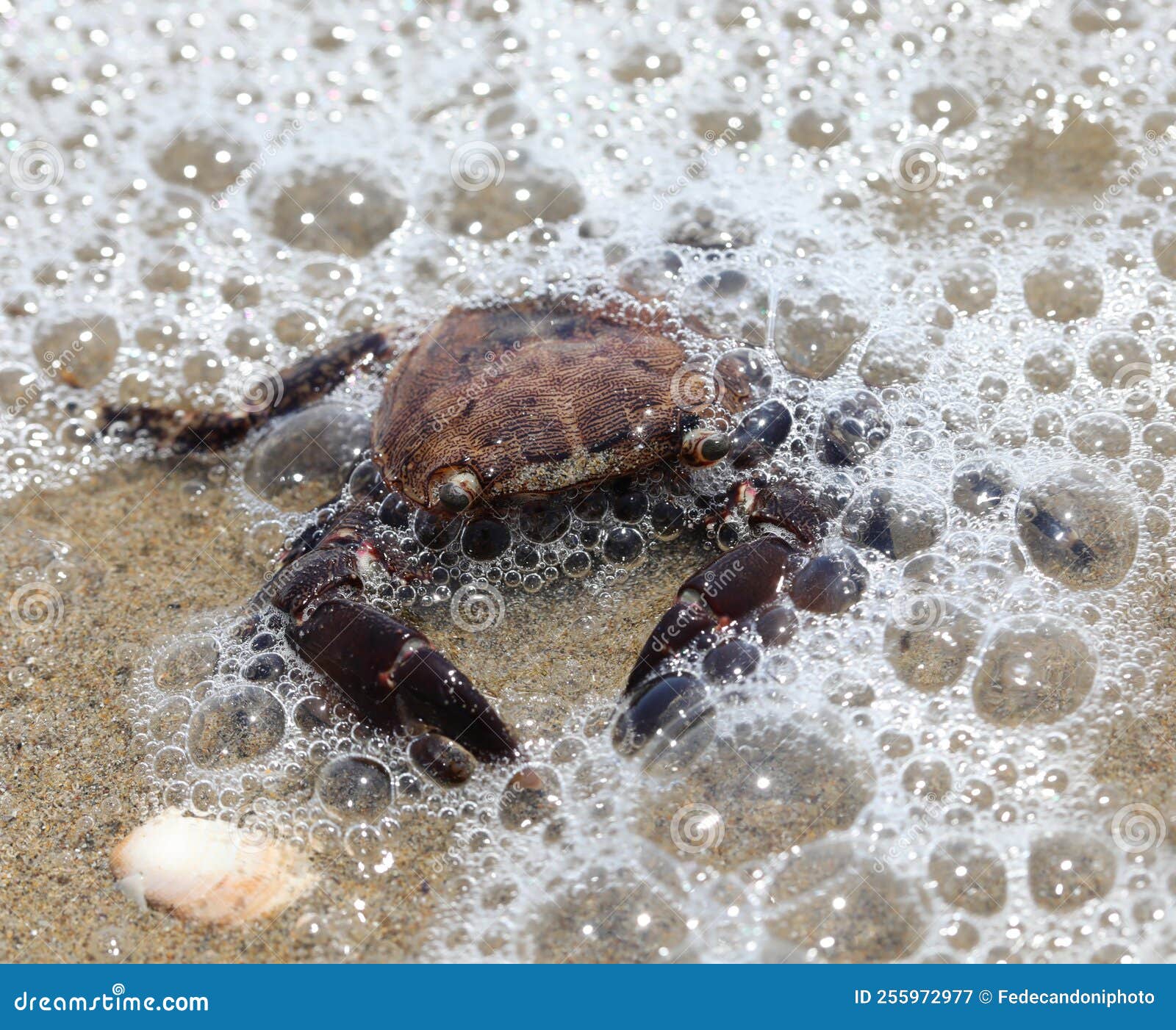 Crab with Powerful Claws on the Seashore Stock Image - Image of tropics ...