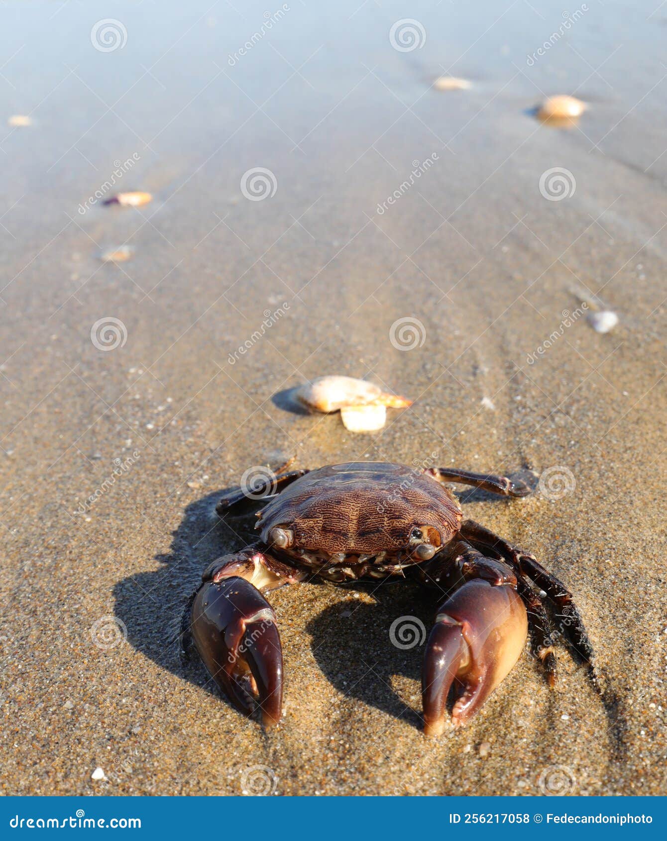 Crab with Powerful Claws on the Seashore Stock Photo - Image of sandy ...