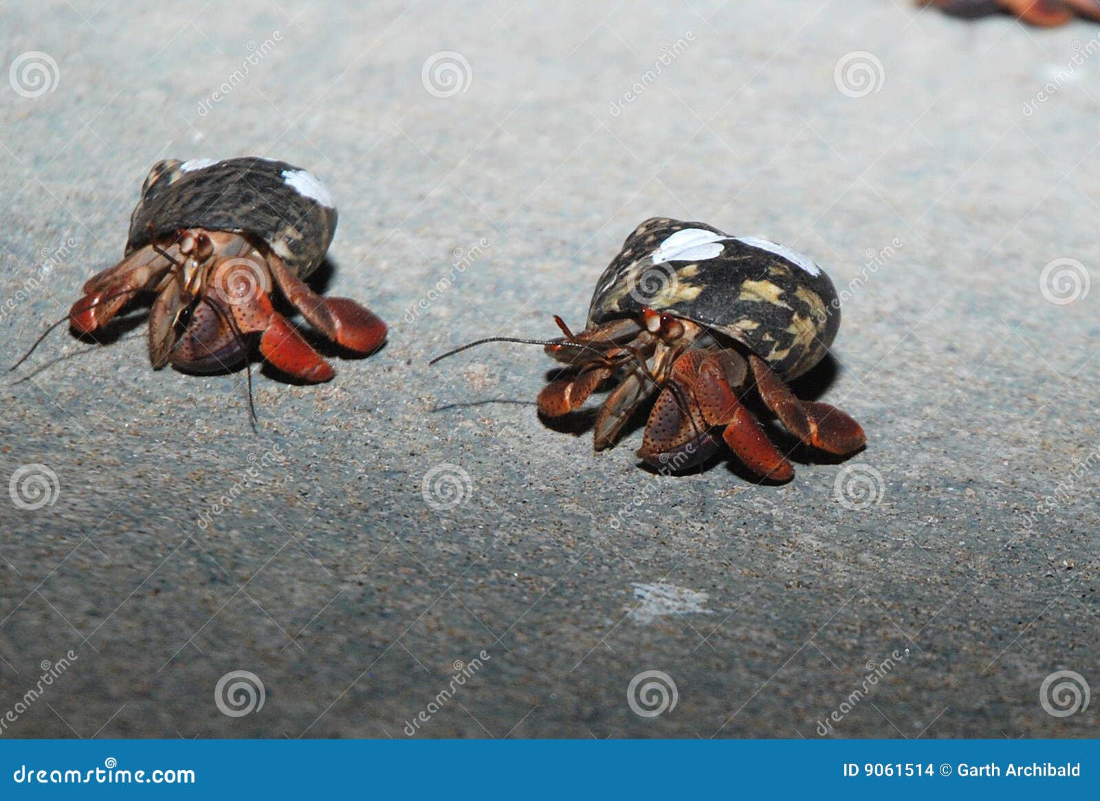 Crab Racing 2 stock photo. Image of event, traditional - 9061514