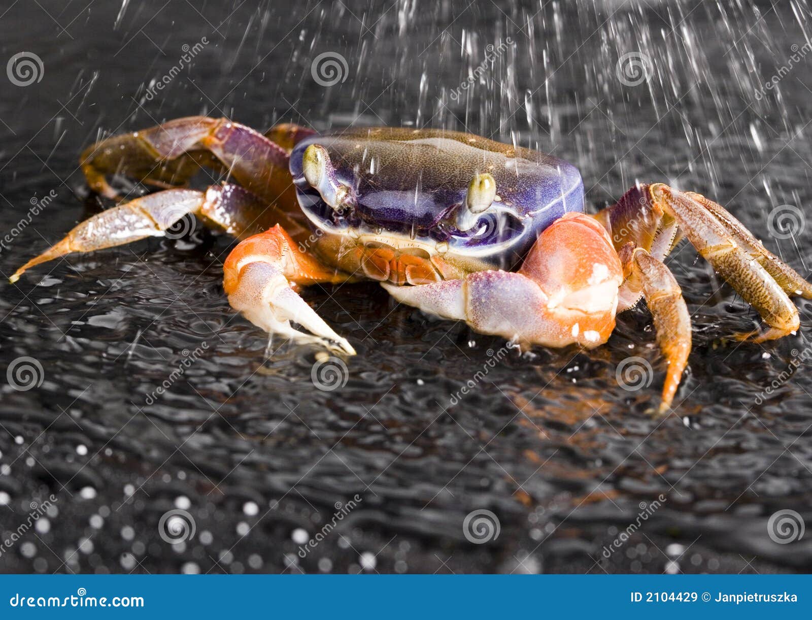 Crab In The Rain Picture. Image: 2104429