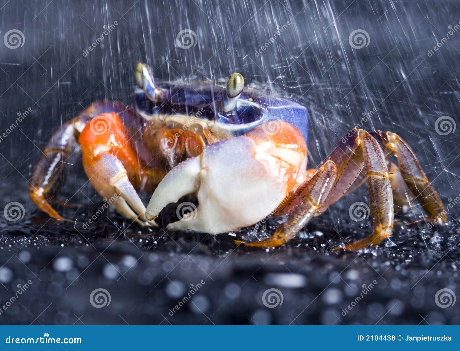 Crab in the rain stock photo. Image of abdomen, colours - 2104438