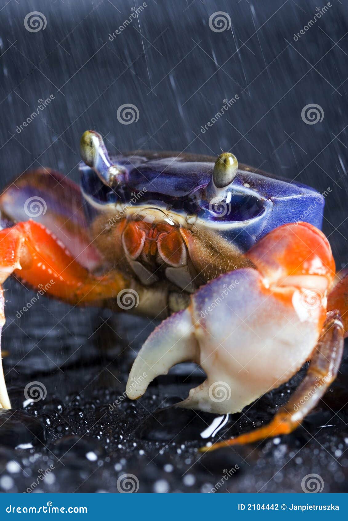 Crab in the rain stock photo. Image of drop, callinectes - 2104442