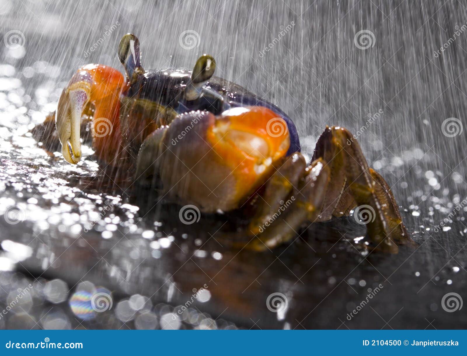 Crab In The Rain Picture. Image: 2104500