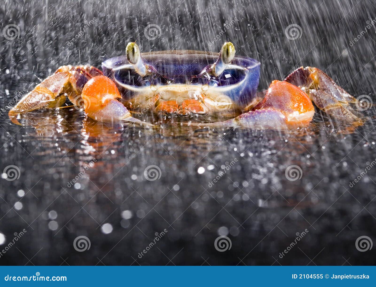 Crab In The Rain Picture. Image: 2104555