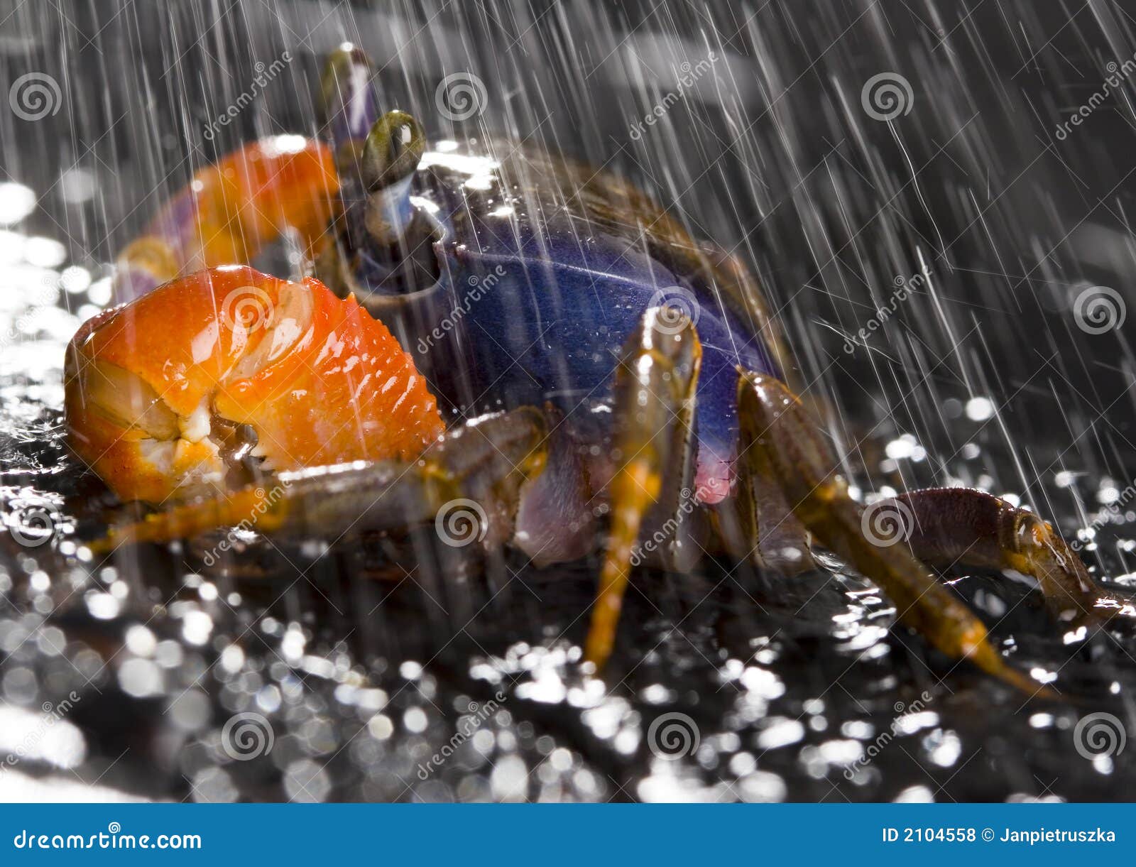 Crab In The Rain Picture. Image: 2104558