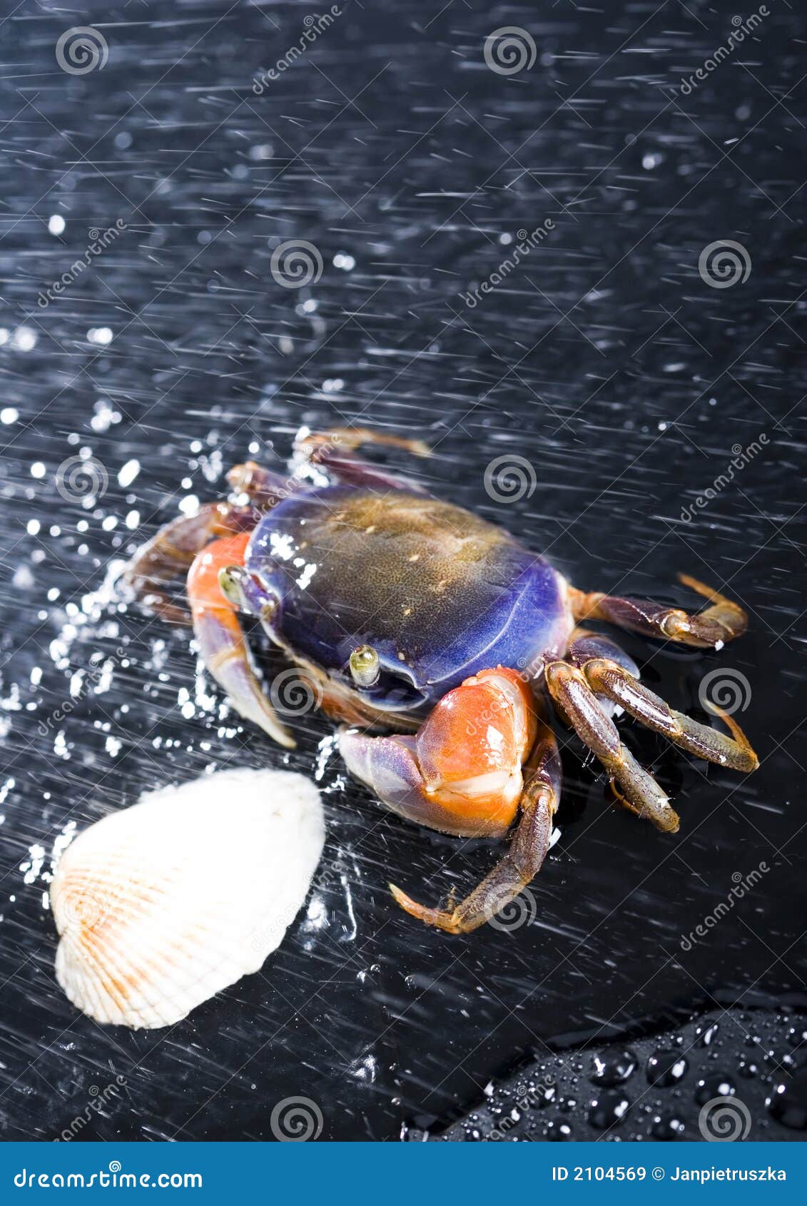 Crab In The Rain Picture. Image: 2104569