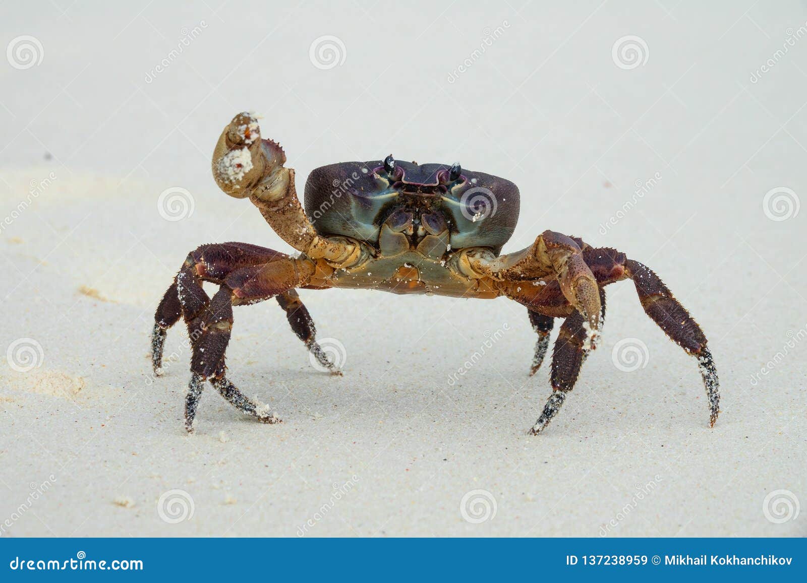 Crab with Raised Claw Ready To Attack Stock Image - Image of claw ...