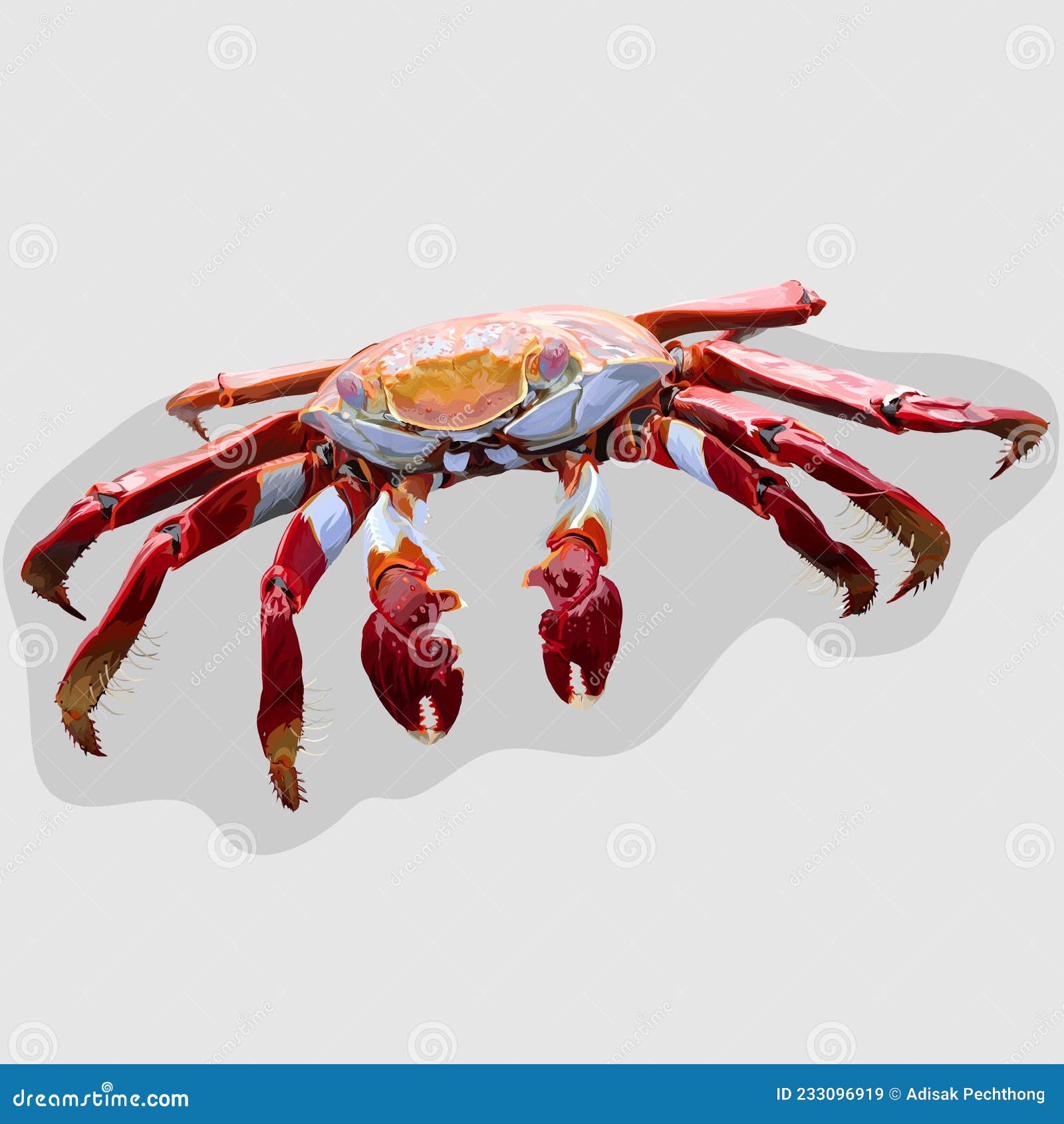 Crab Realistic Hand Drawn Vector and Illustrations White Background ...