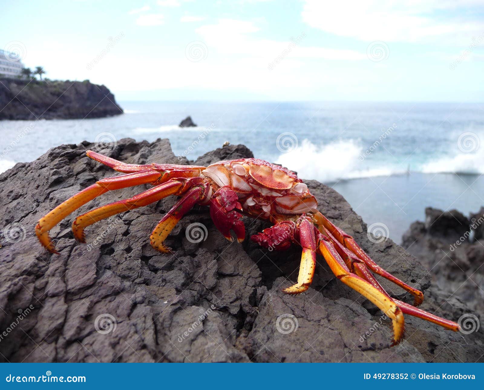 Crab stock photo. Image of ocean, crab, marine, rock - 49278352