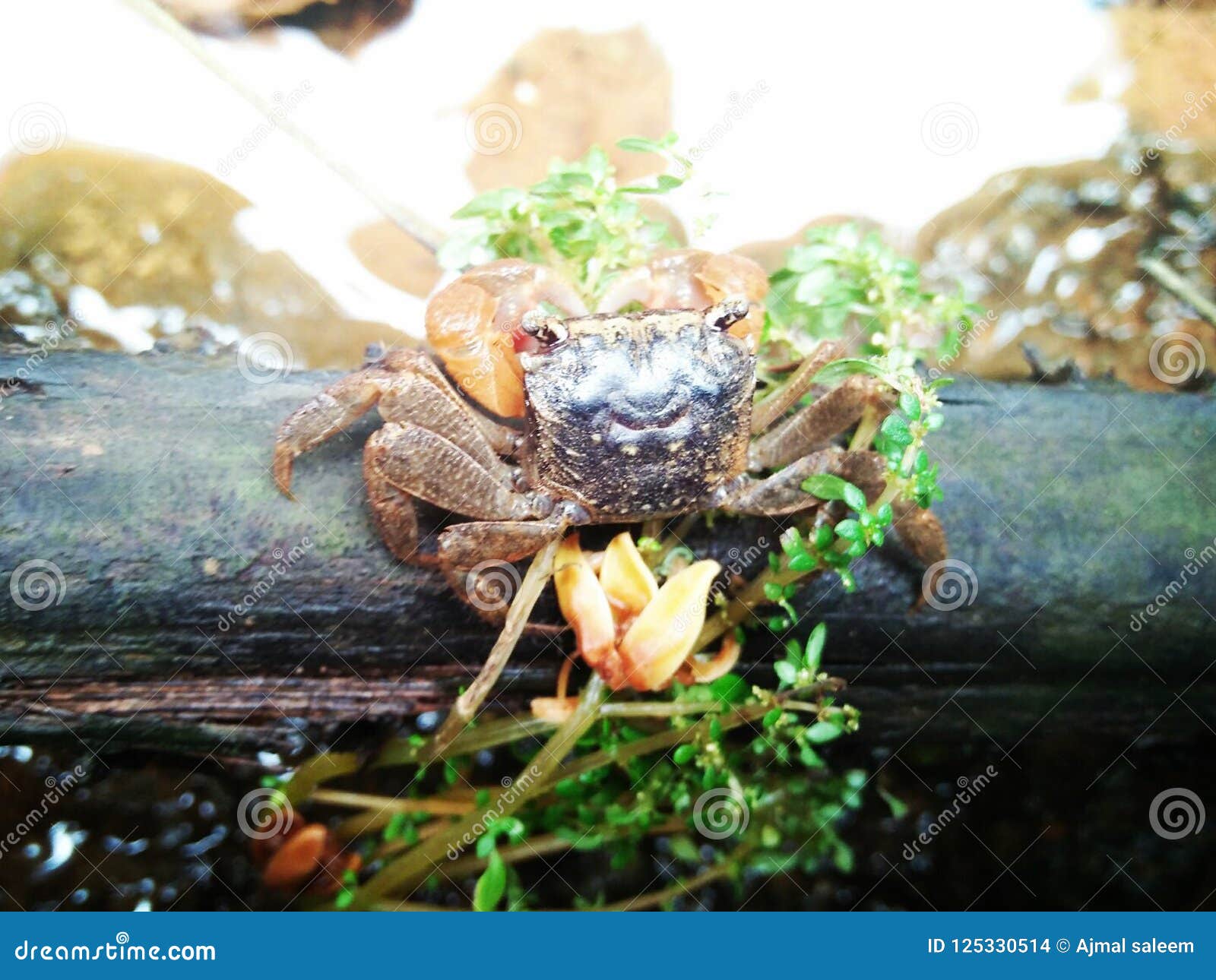 Crab stock photo. Image of nature, crab, animal, river - 125330514