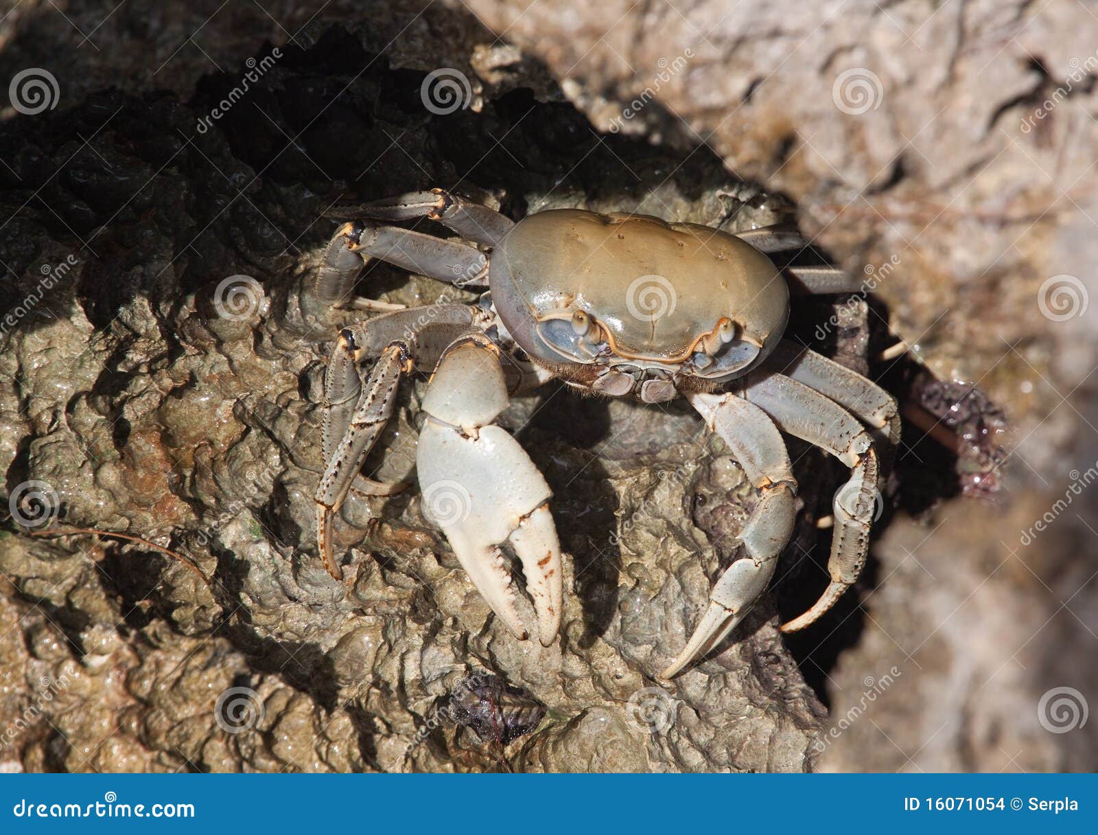 Crab on the rock stock photo. Image of water, shellfish - 16071054