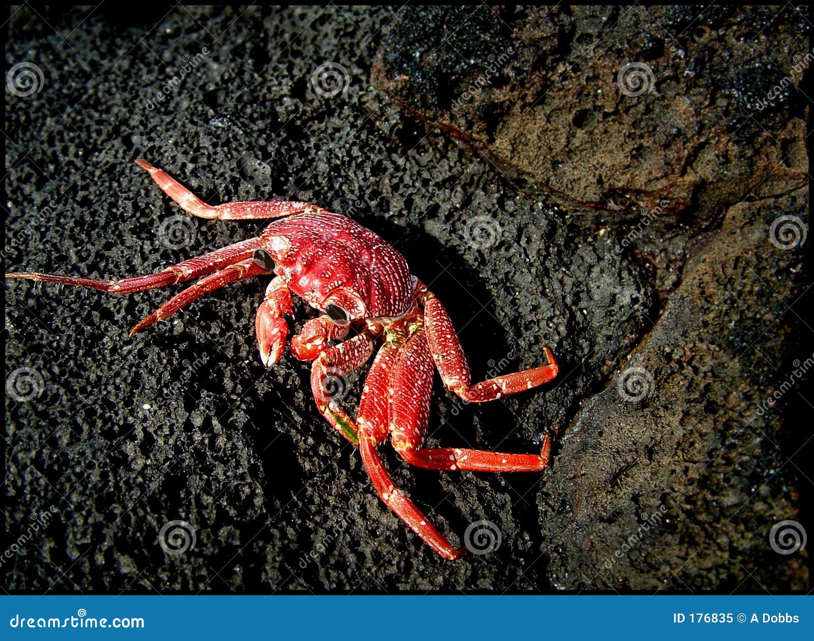 Crab On Rock Picture. Image: 176835