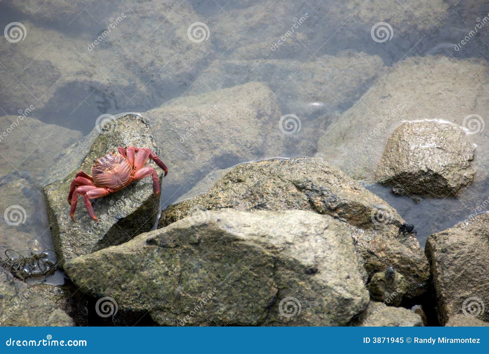 Crab on a Rock stock image. Image of oceanside, wilderness - 3871945