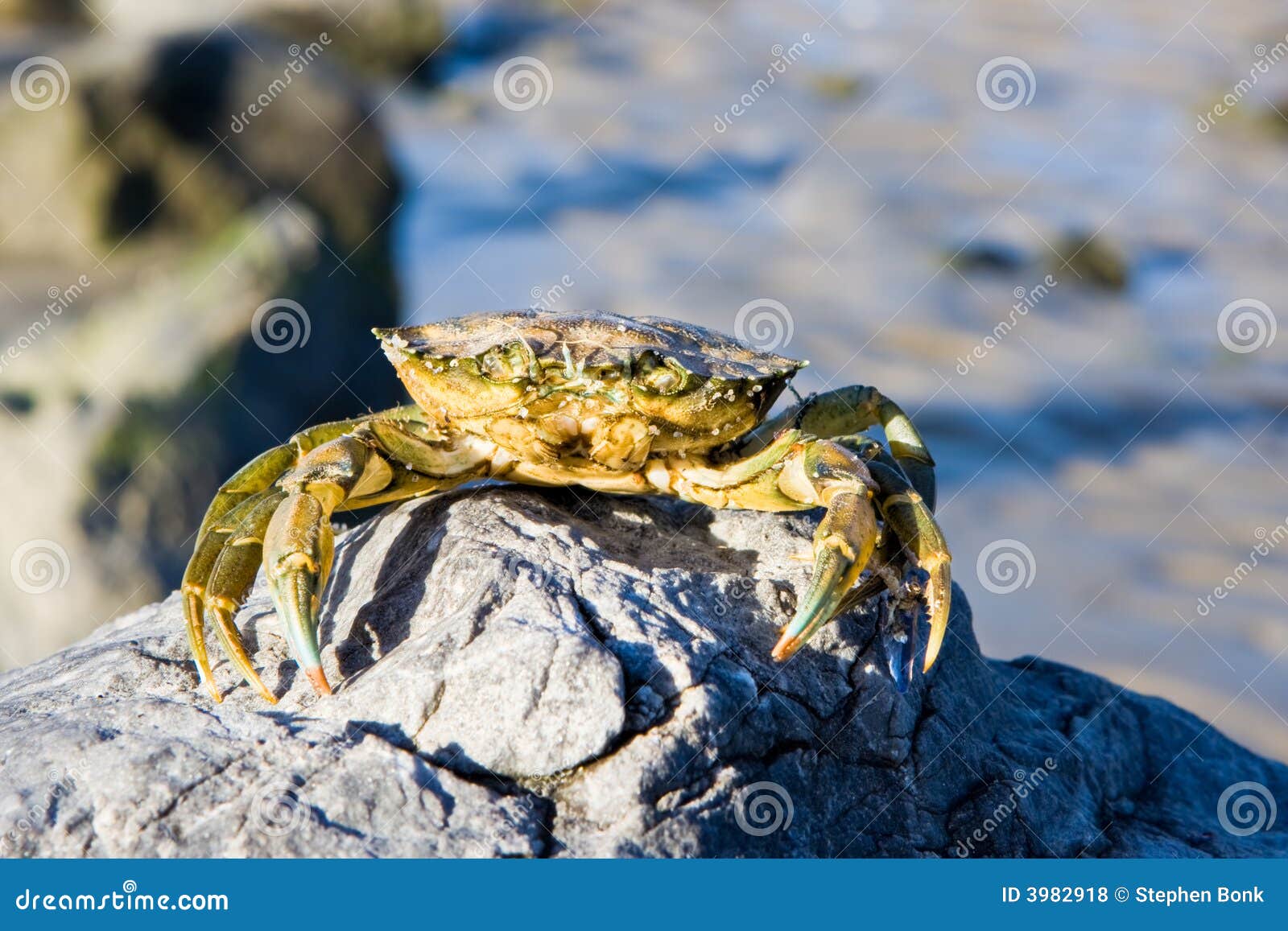 Crab on a rock stock photo. Image of animal, sand, ocean - 3982918