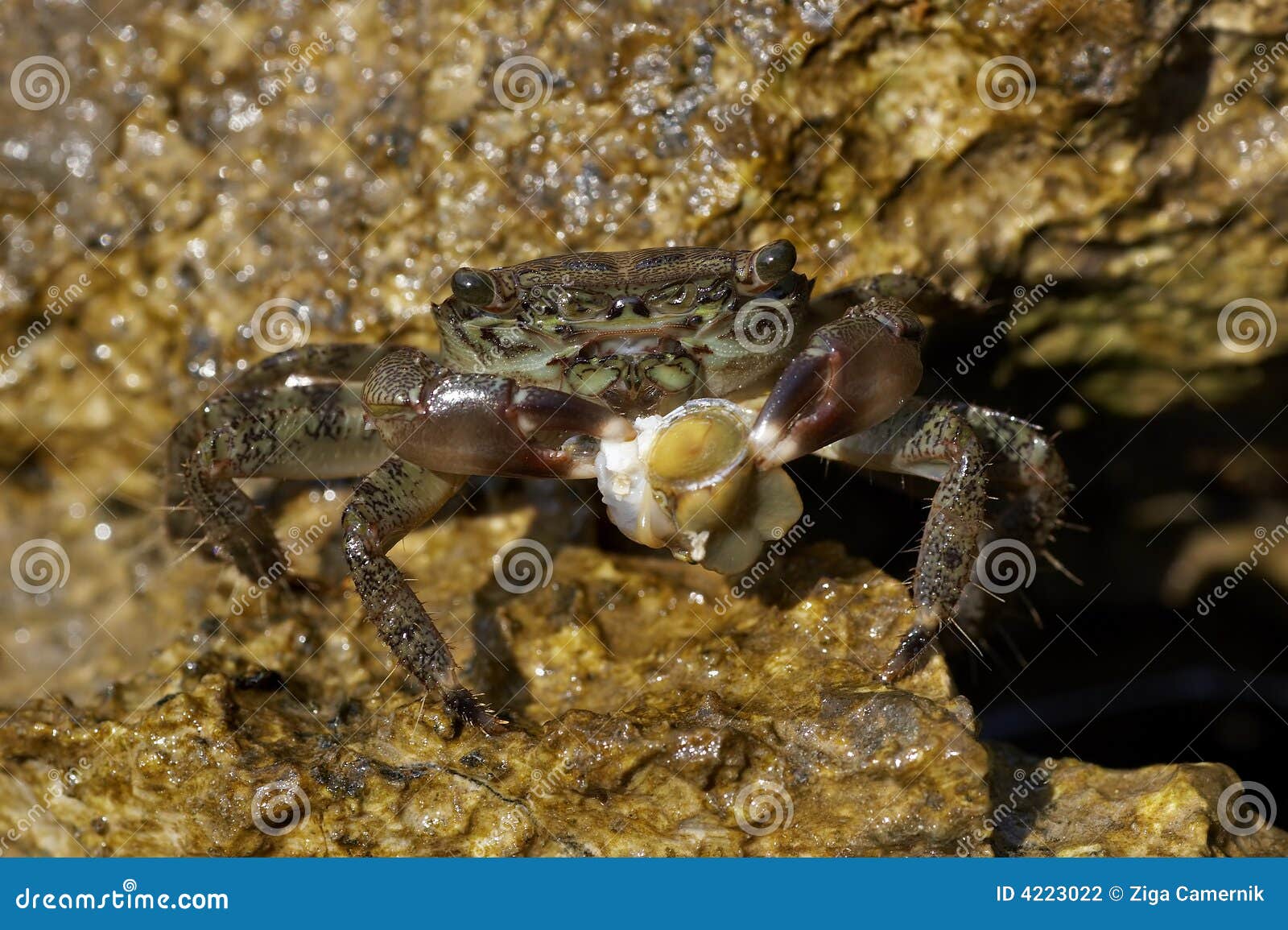 Crab on rock stock photo. Image of nocturnal, beach, secretive - 4223022
