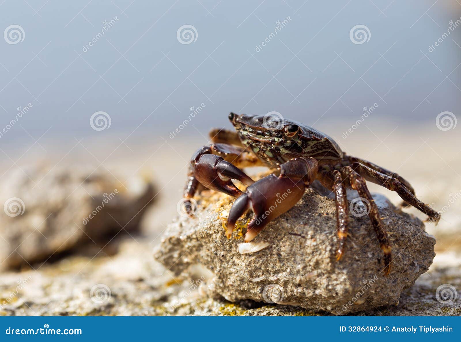 Crab on the rock stock photo. Image of macro, natural - 32864924