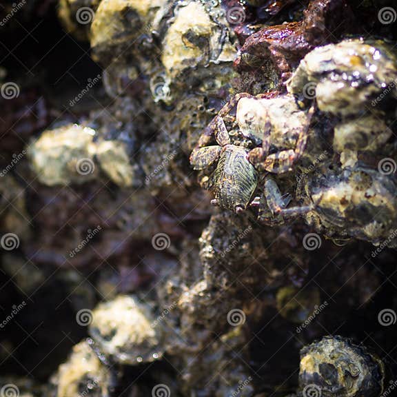 Crab on the rock stock image. Image of hermit, food, animals - 31298169