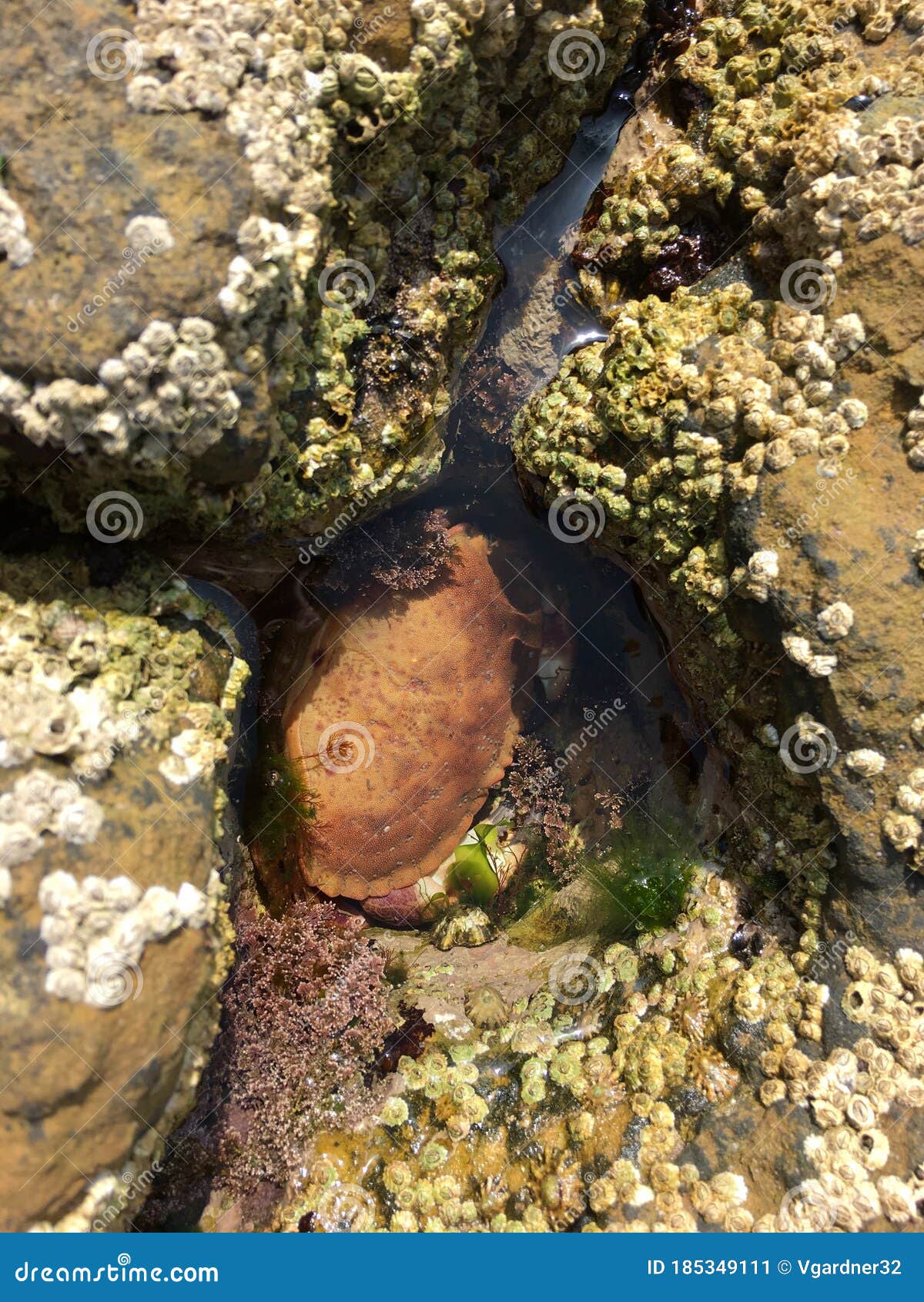 Crab in a rock pool stock image. Image of rock, animal - 185349111