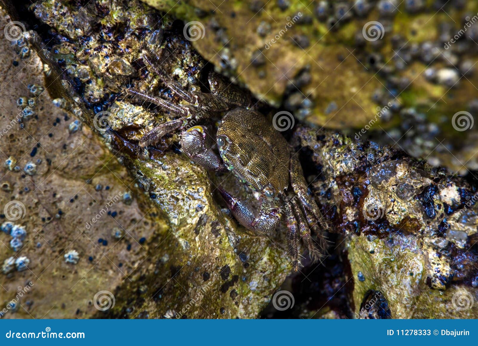 Crab between rocks stock image. Image of clip, nature - 11278333