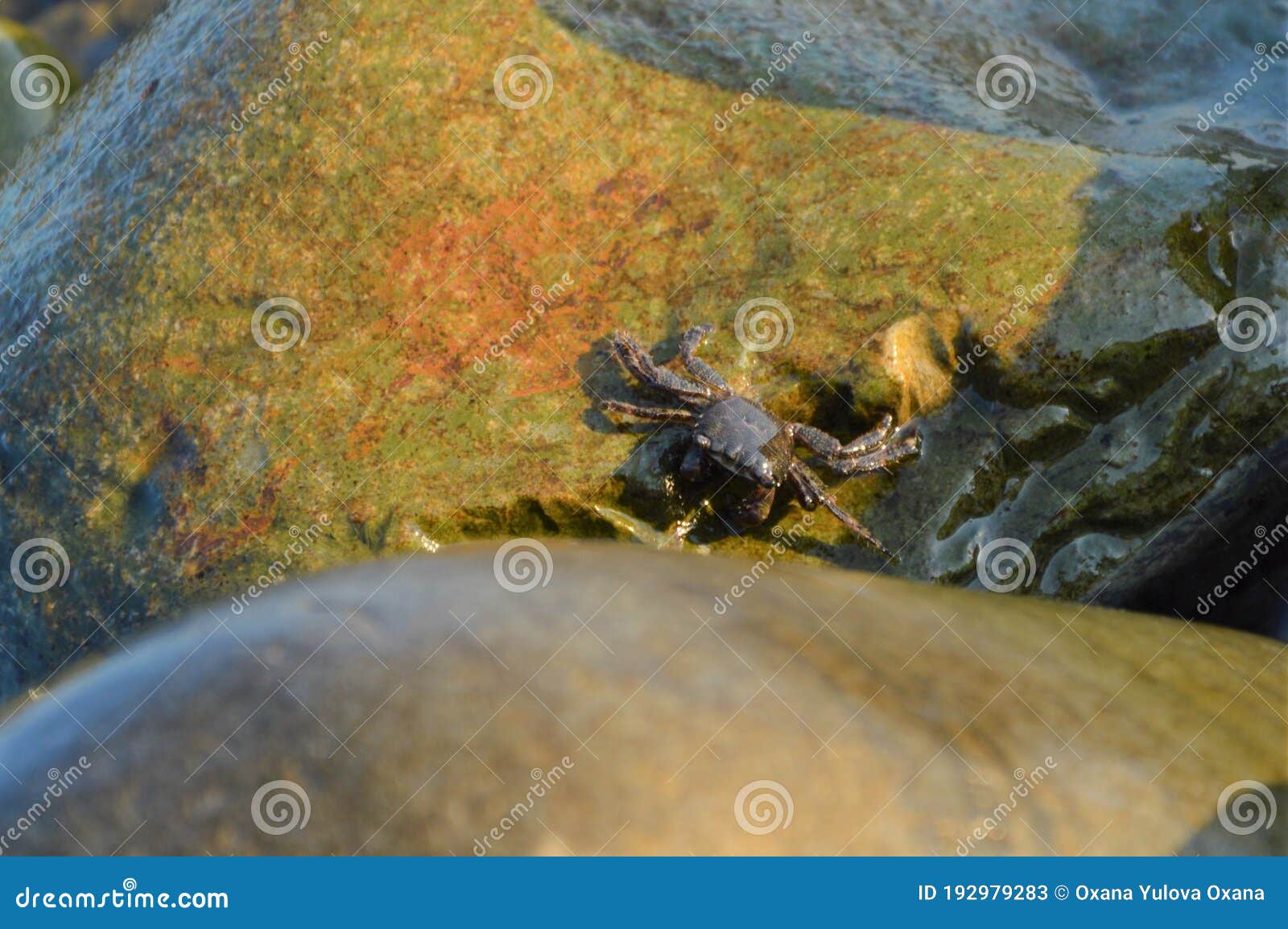 Crab on the Rocks on the Beach Stock Image - Image of rocks, water ...
