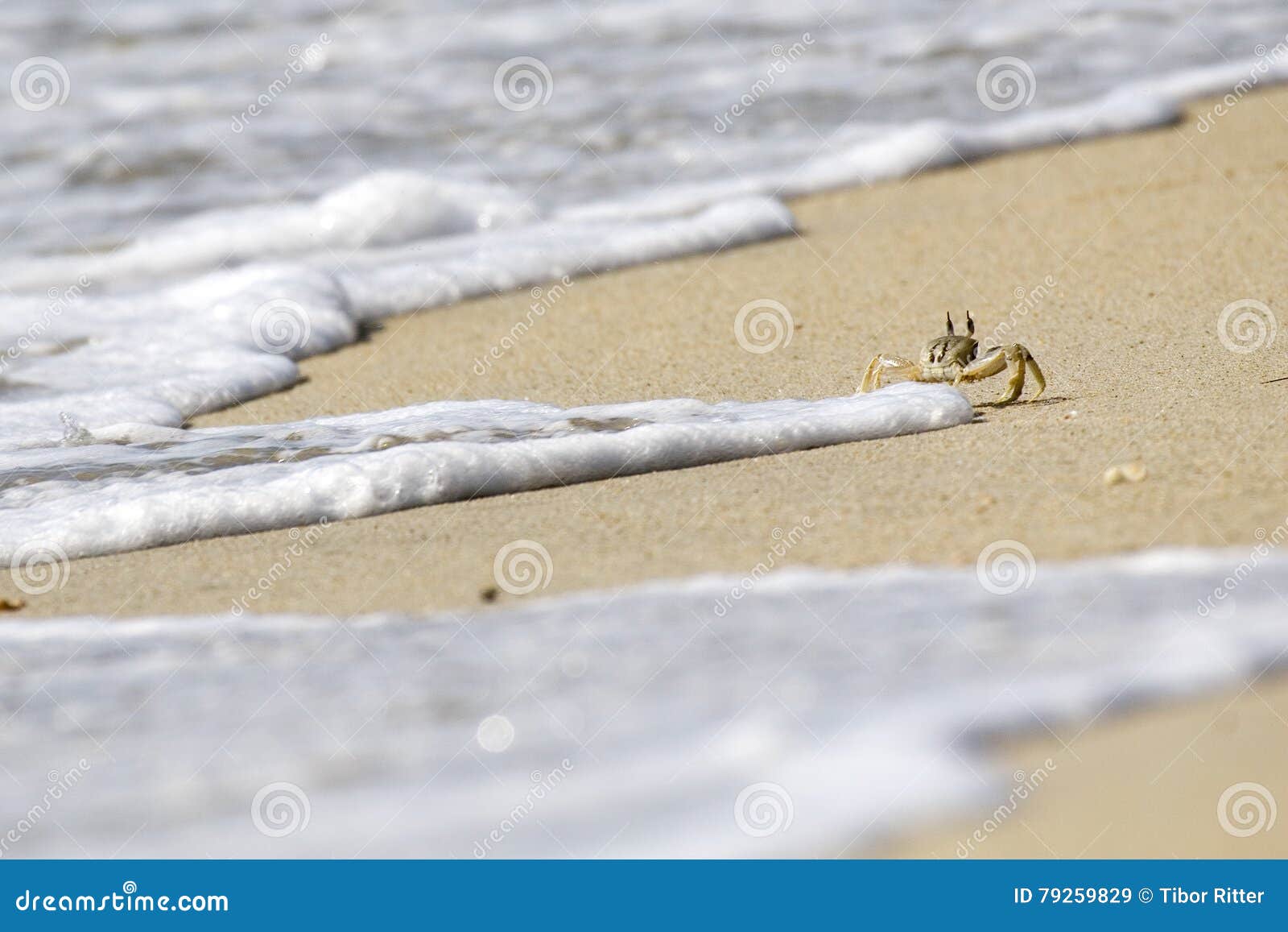 Crab running away stock image. Image of aquatic, summer - 79259829