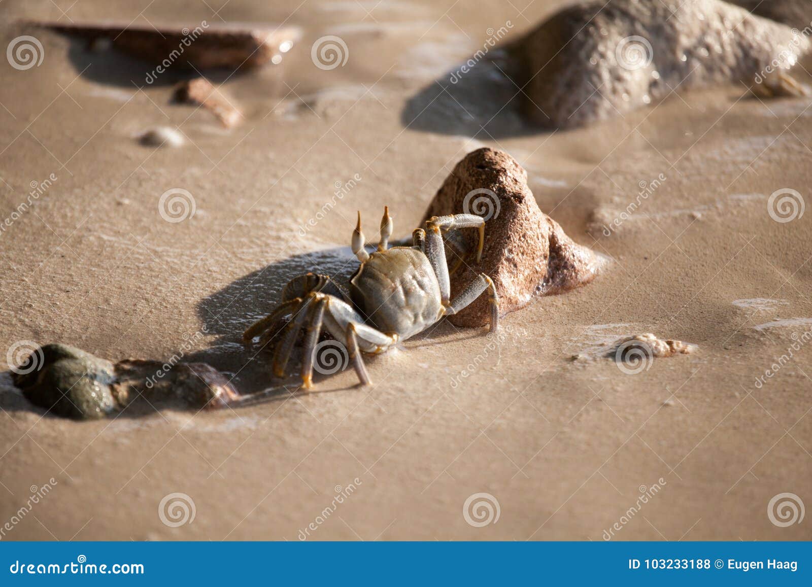 Crab is Running on the Beach Stock Photo - Image of legs, closeup ...