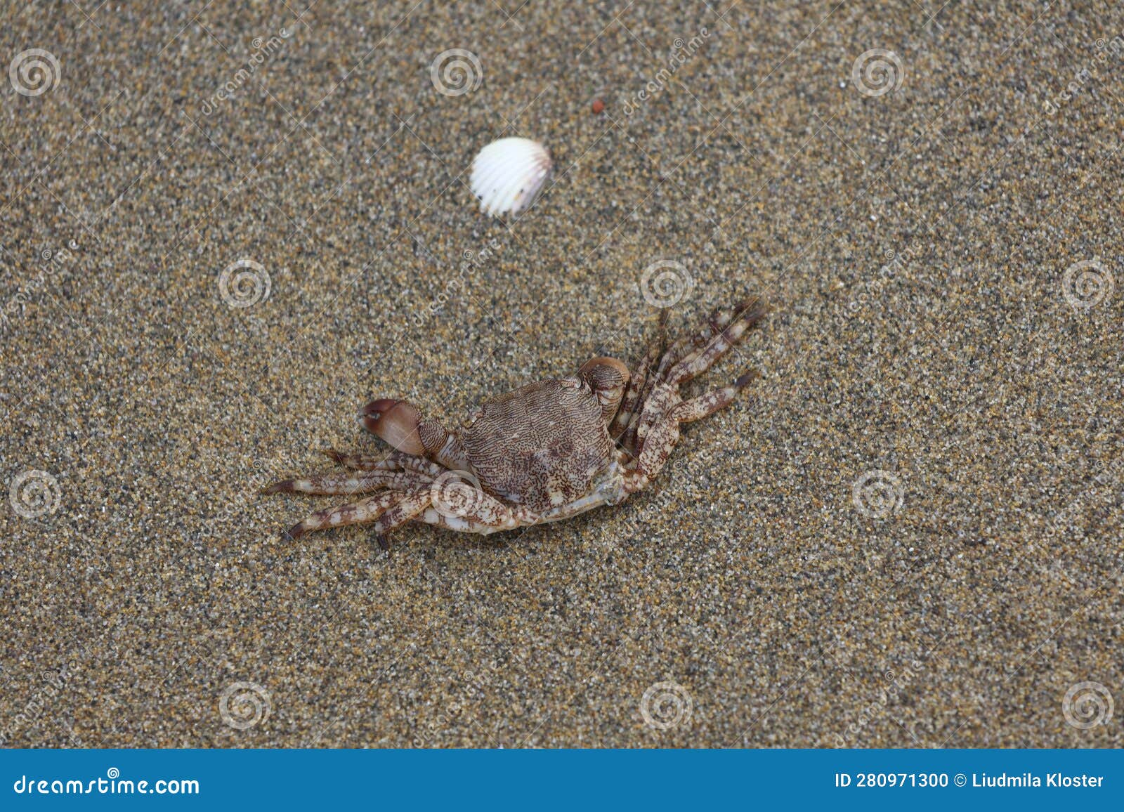 Crab stock photo. Image of summer, view, insect, fish - 280971300