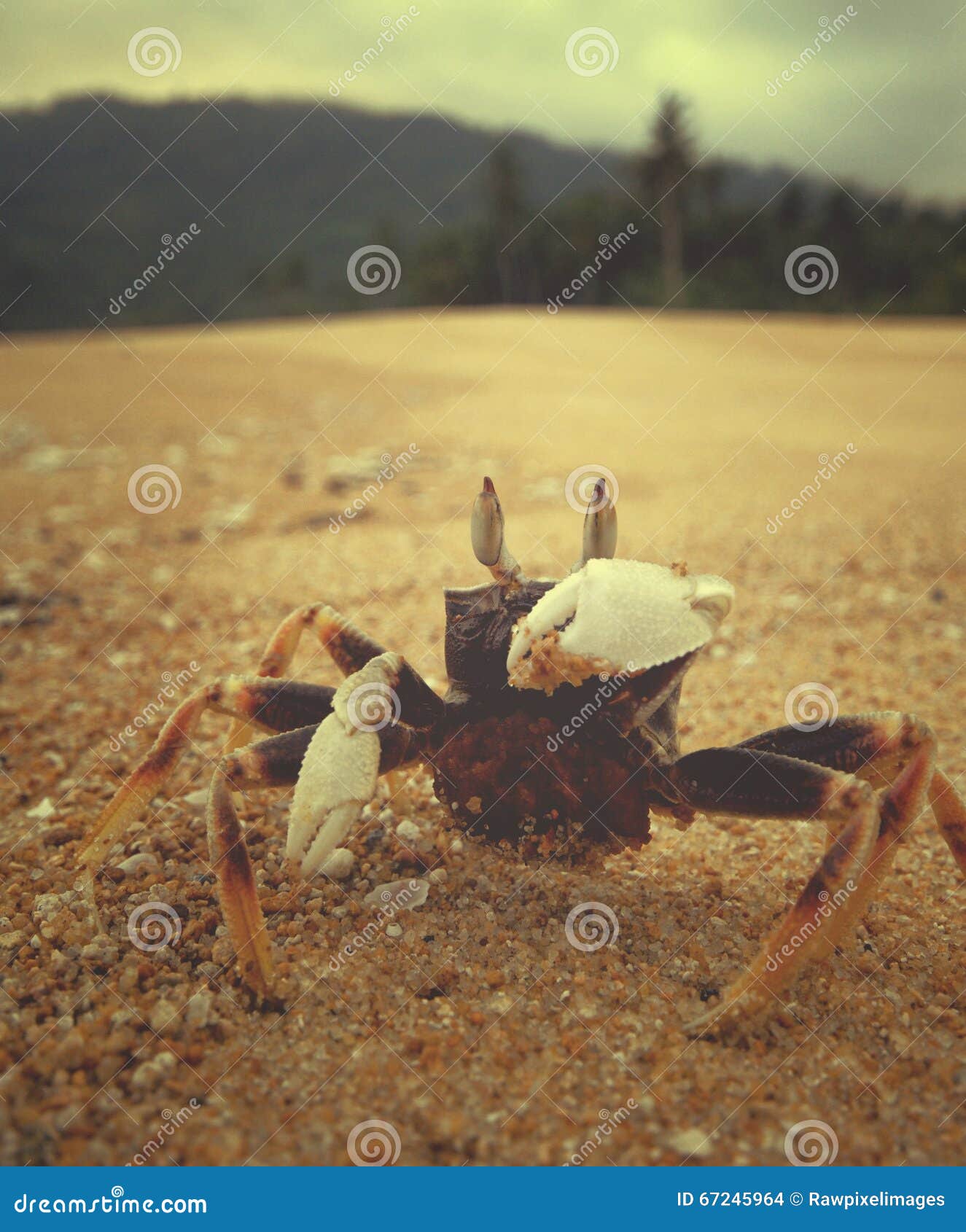 Crab Sandy Beach Coastline Tropical Shell Sea Ocean Concept Stock Photo ...