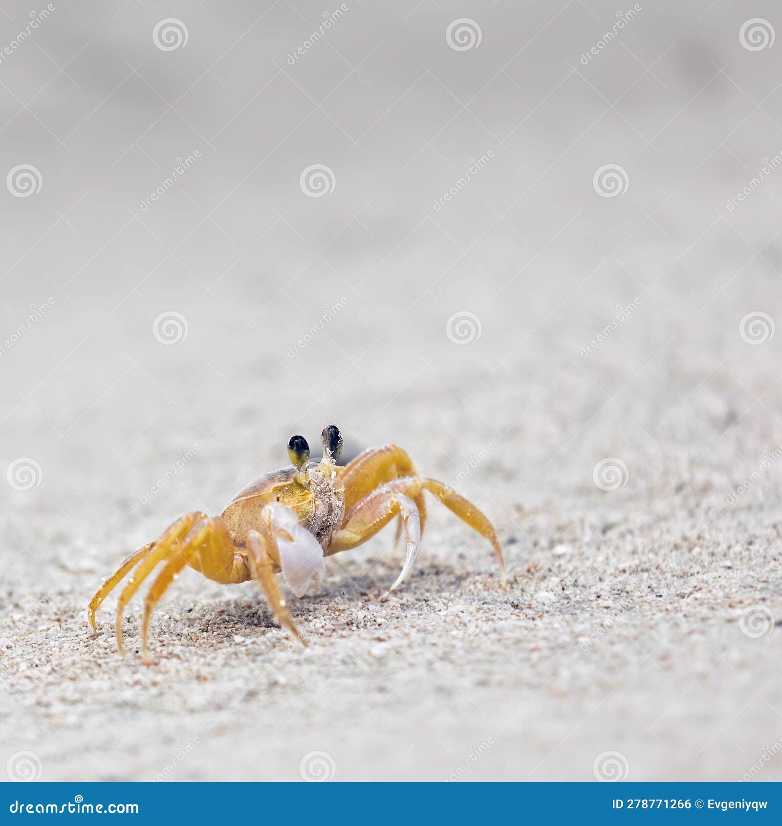 Crab on a sandy beach stock photo. Image of creature - 278771266