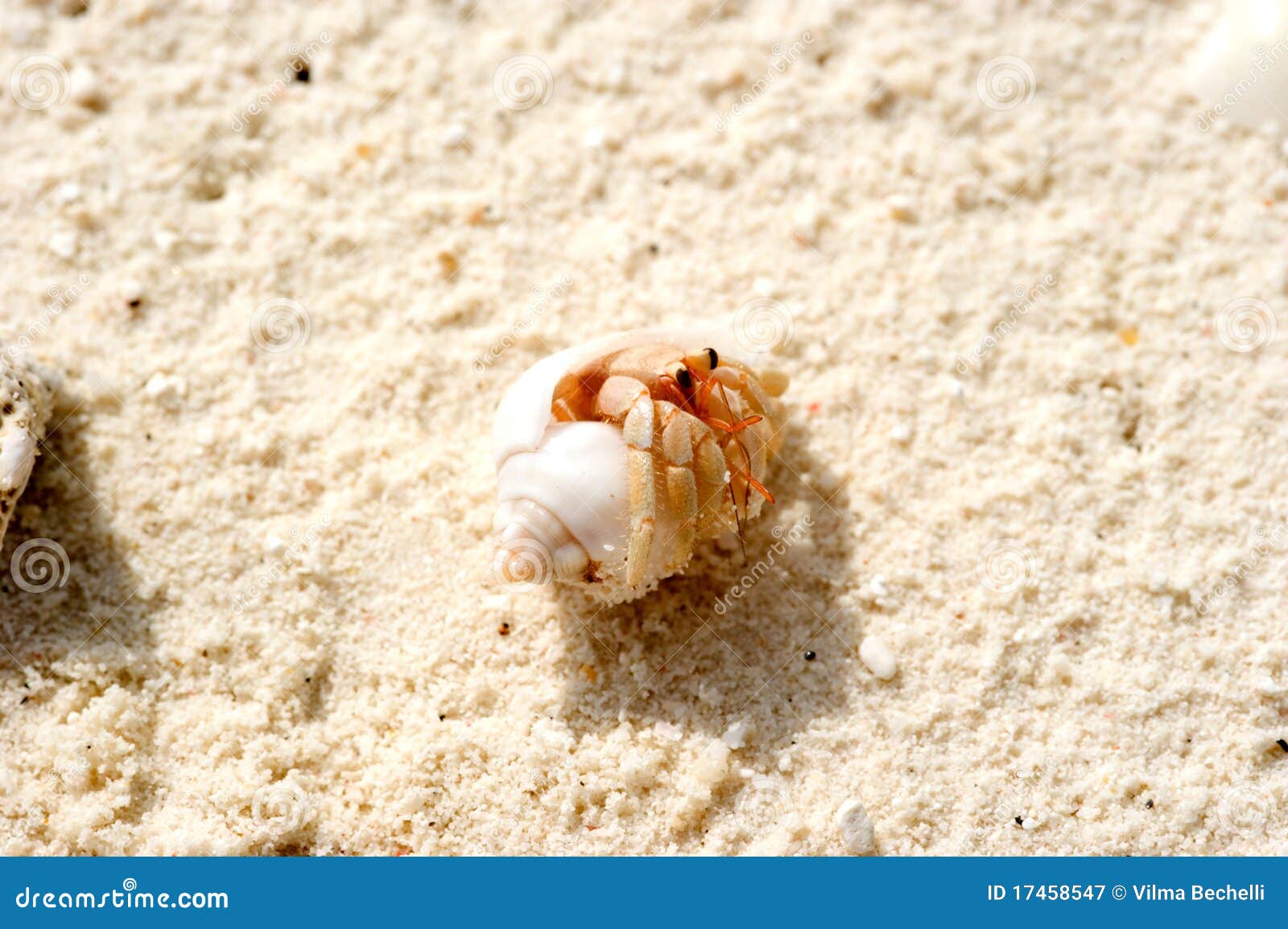 Crab in the sea shell stock image. Image of holiday, maldives - 17458547
