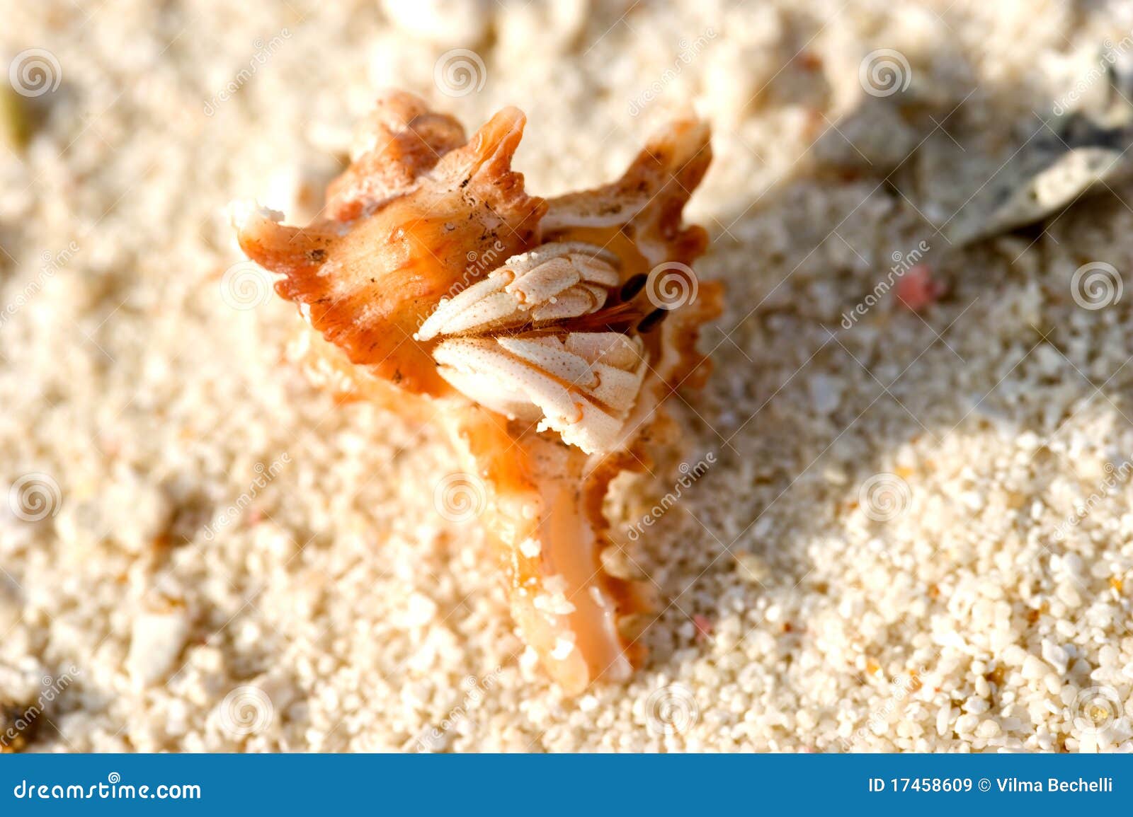 Crab in the sea shell stock image. Image of crustacean - 17458609