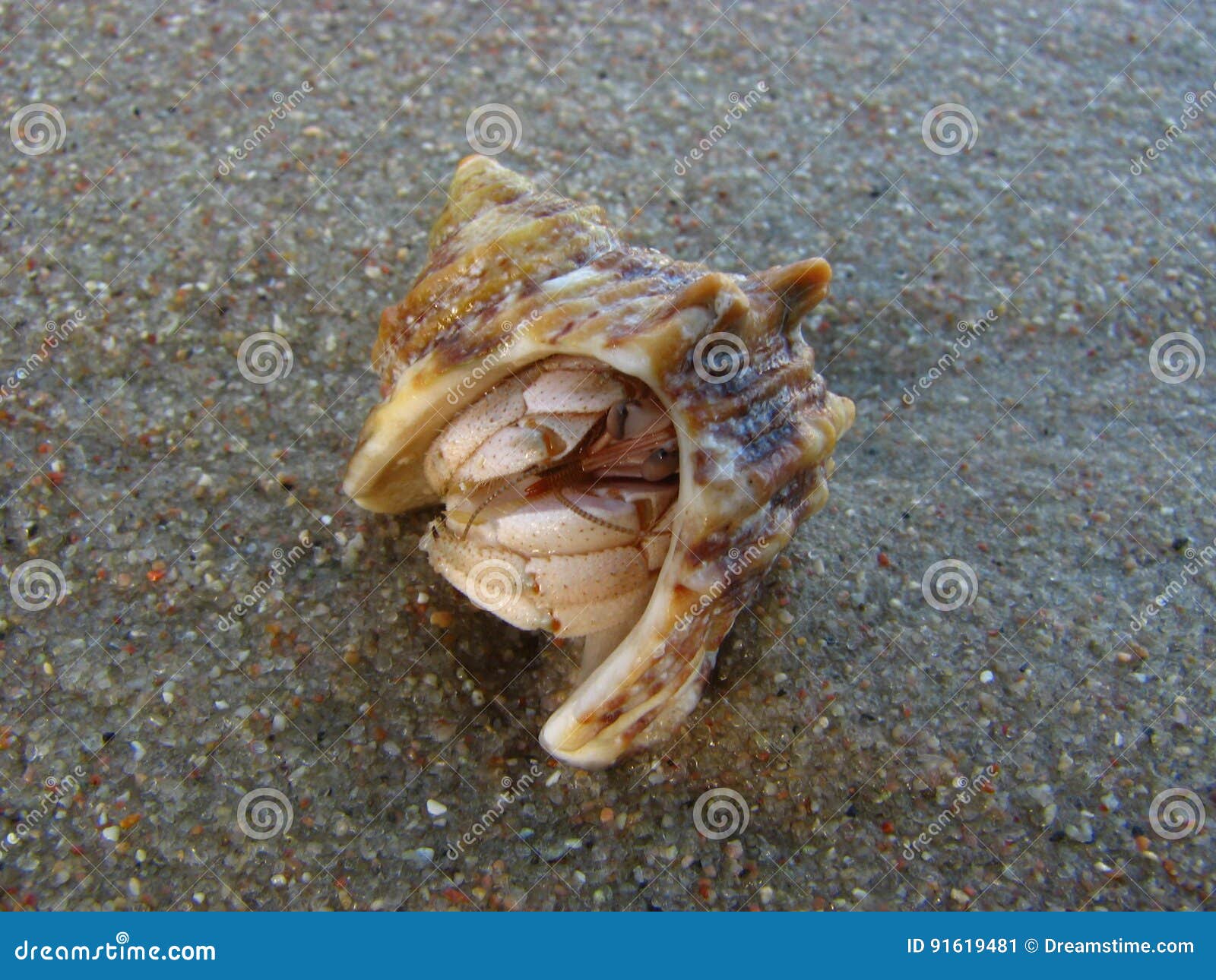 Crab stock image. Image of organism, home, watched, crab - 91619481