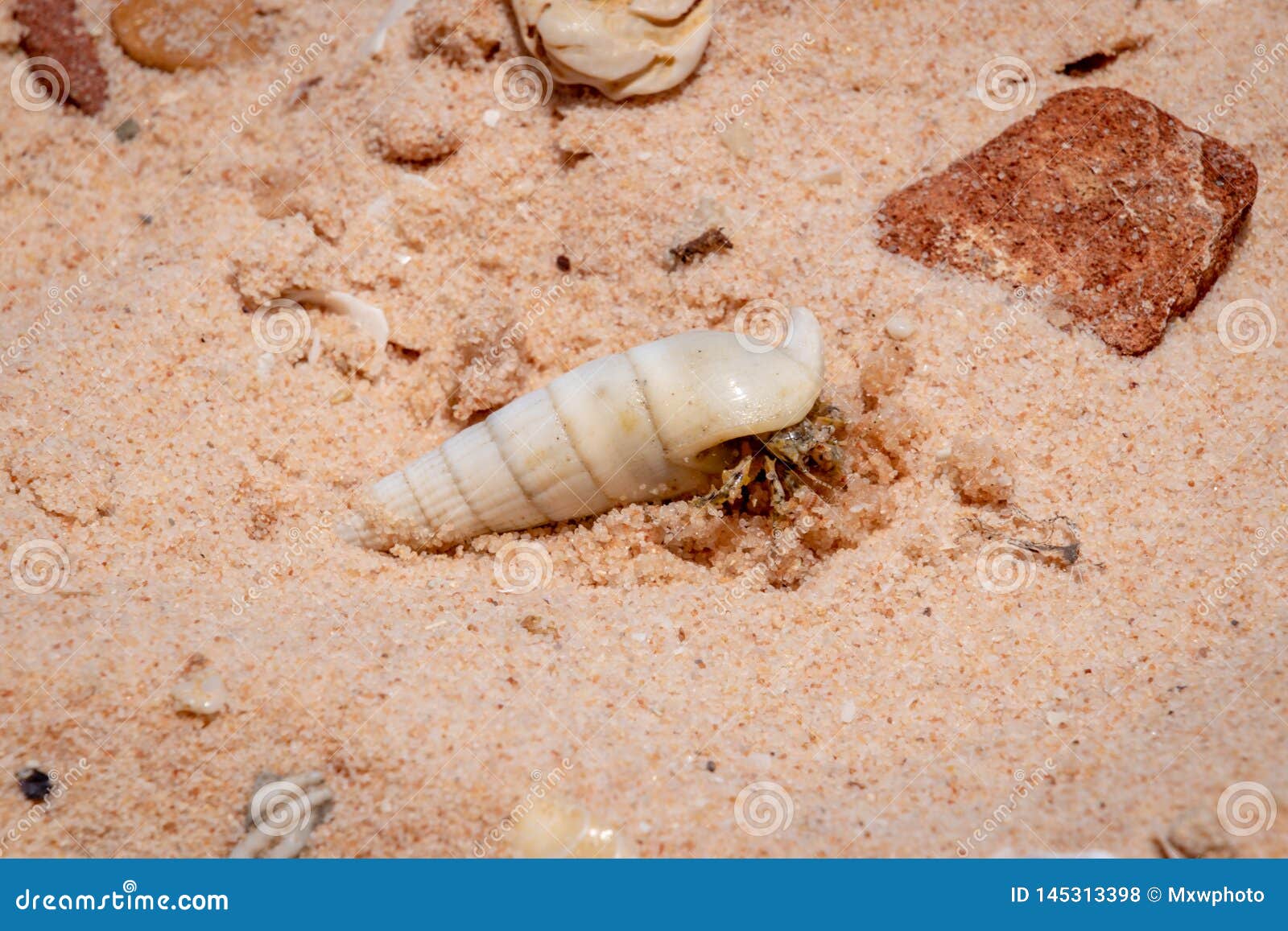 Crab in Sea Snail Shell Digging Itself into Sand at the Beach Stock ...