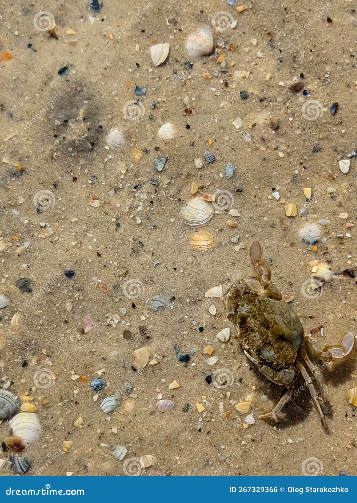 Crab on the Seabed in Colorful Shells Stock Photo - Image of wall, soil ...