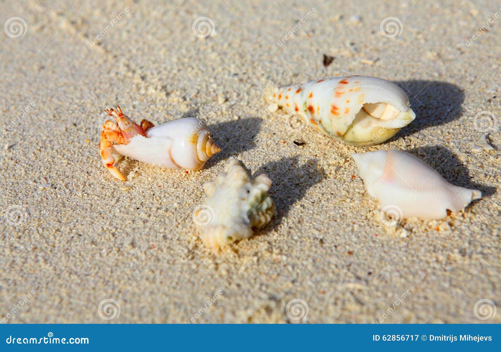 Crab stock image. Image of beach, background, front, crab - 62856717