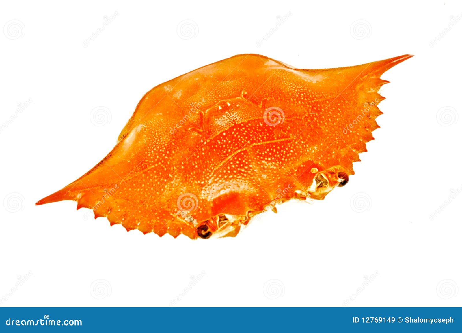 Crab Shell stock image. Image of nature, white, food - 12769149