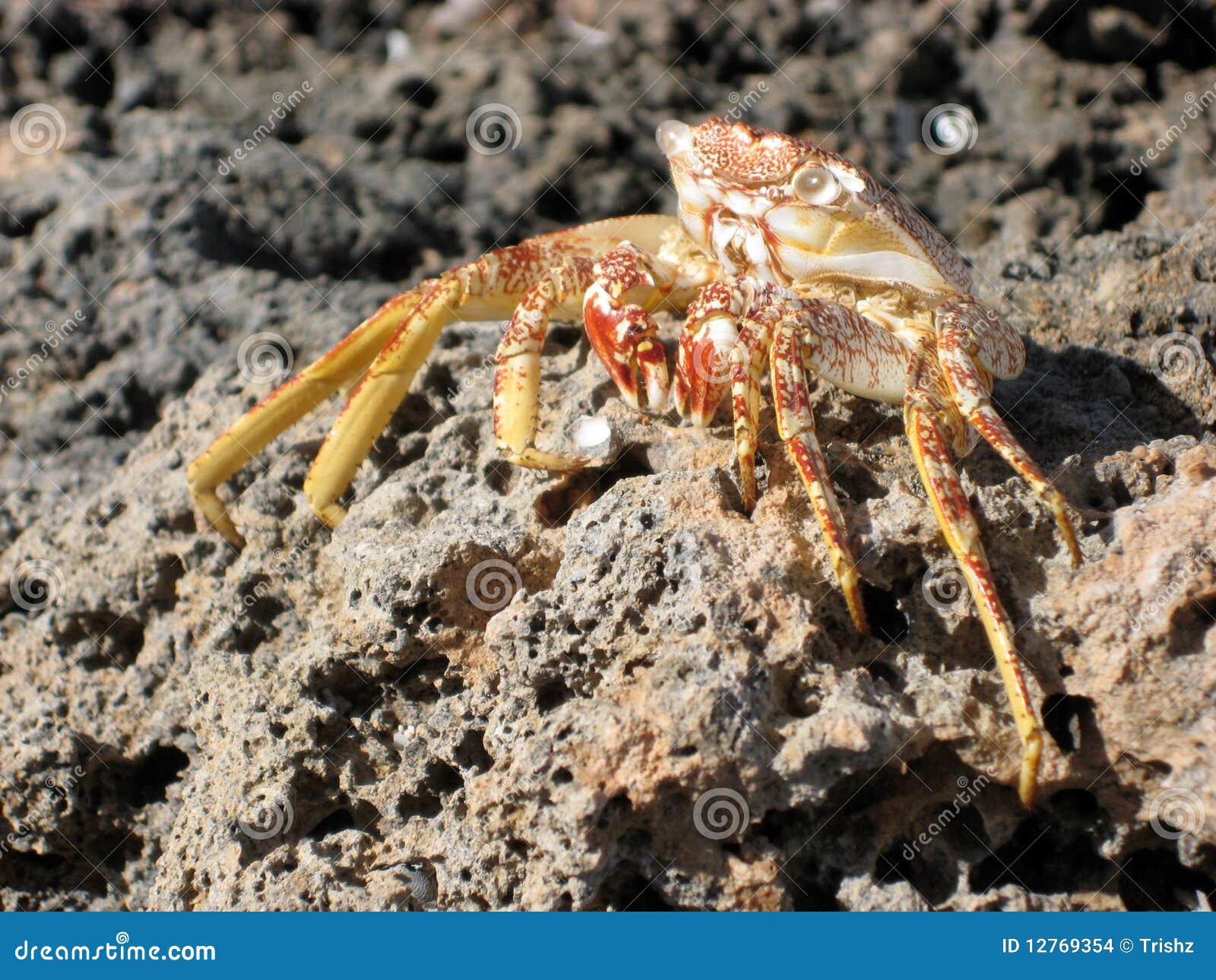 Crab shell stock photo. Image of shell, defenseland, dead - 12769354