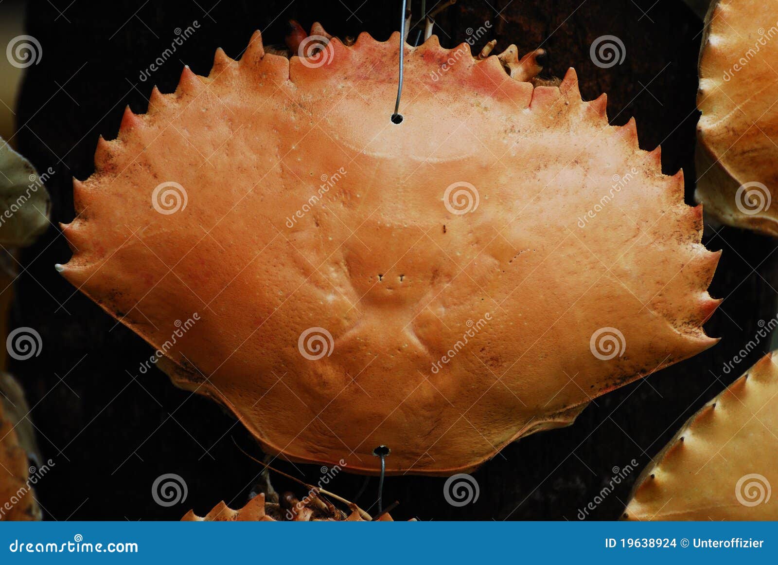 Crab Shell stock photo. Image of cook, empty, horn, dead - 19638924