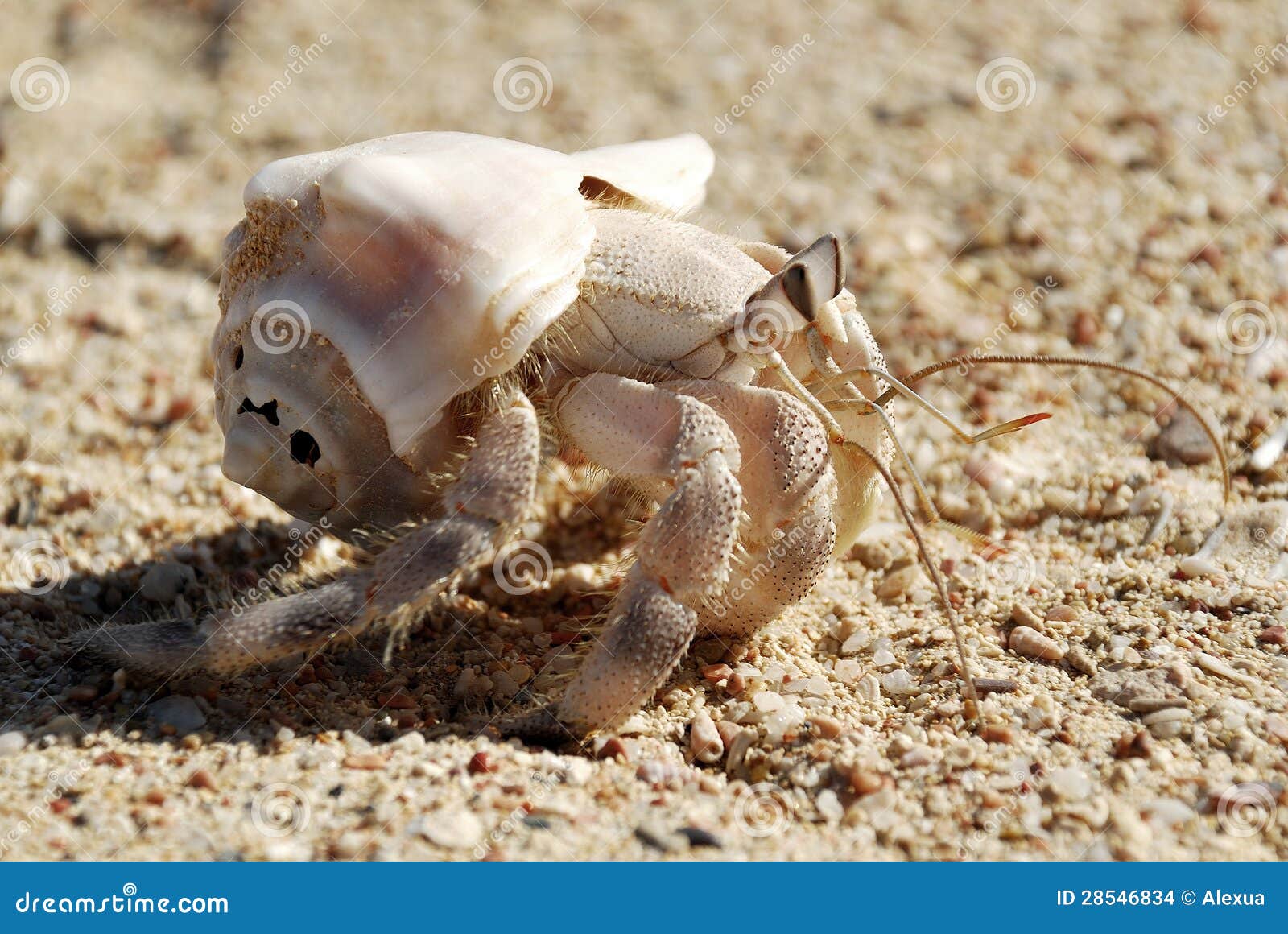 Crab in a shell stock photo. Image of little, sand, travelling - 28546834