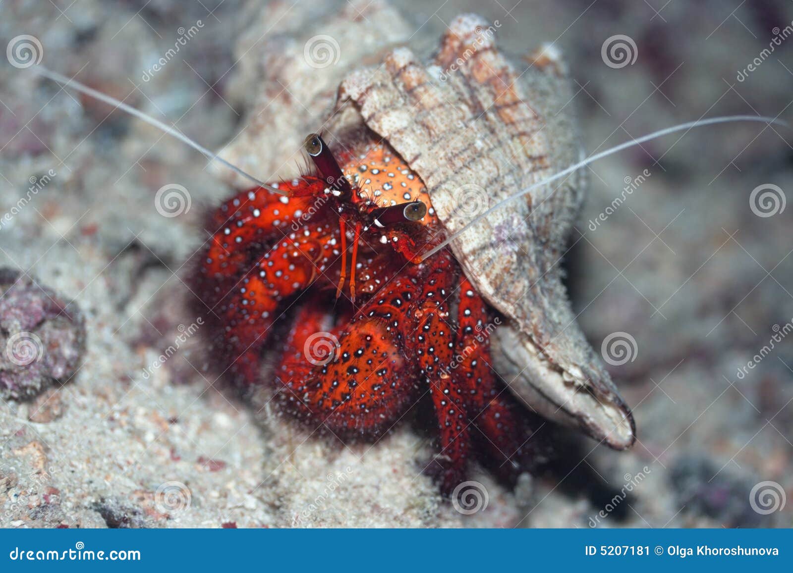 Crab in shell stock image. Image of nature, crab, macro - 5207181