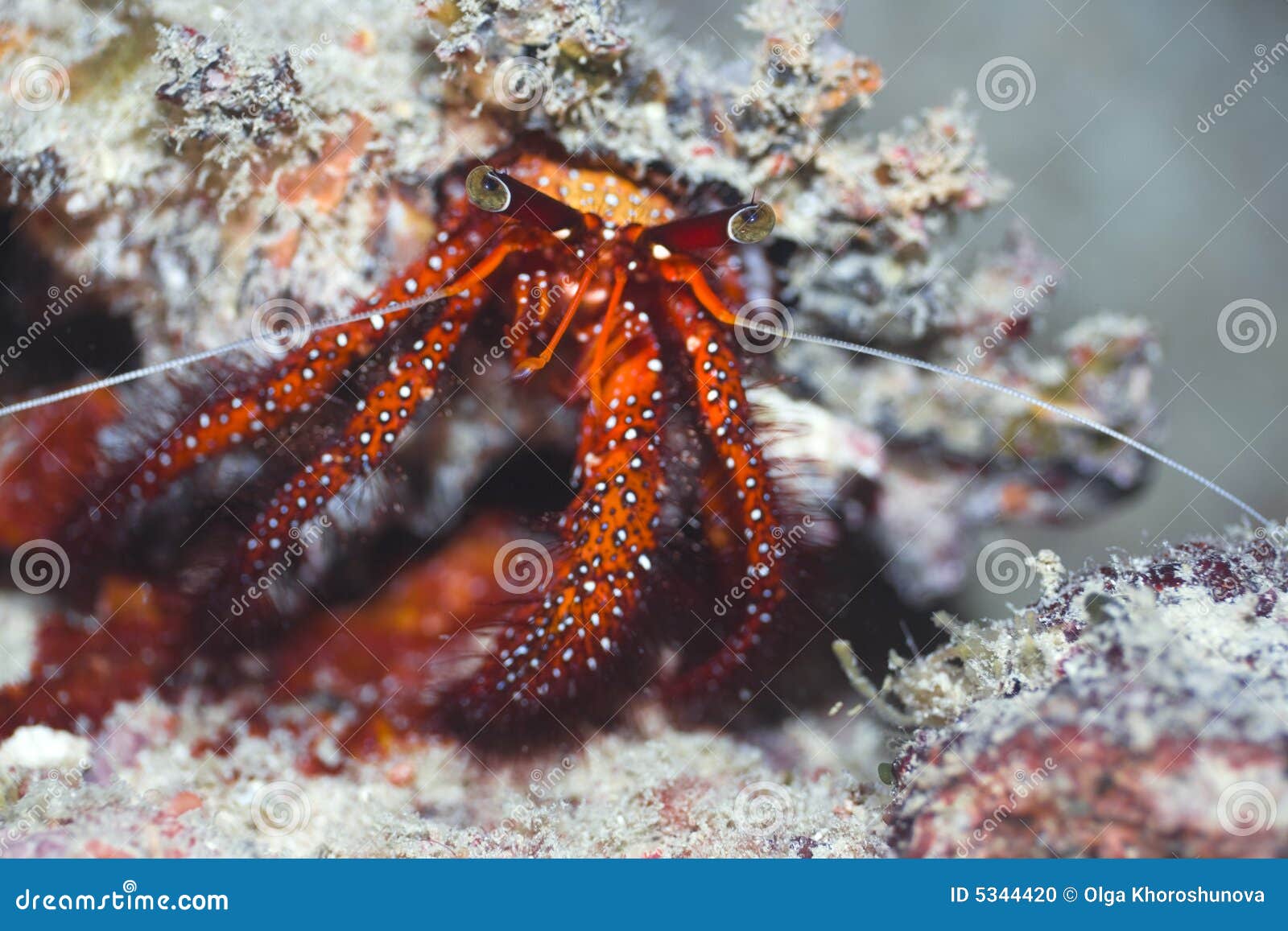 Crab in shell stock photo. Image of underwater, macro - 5344420