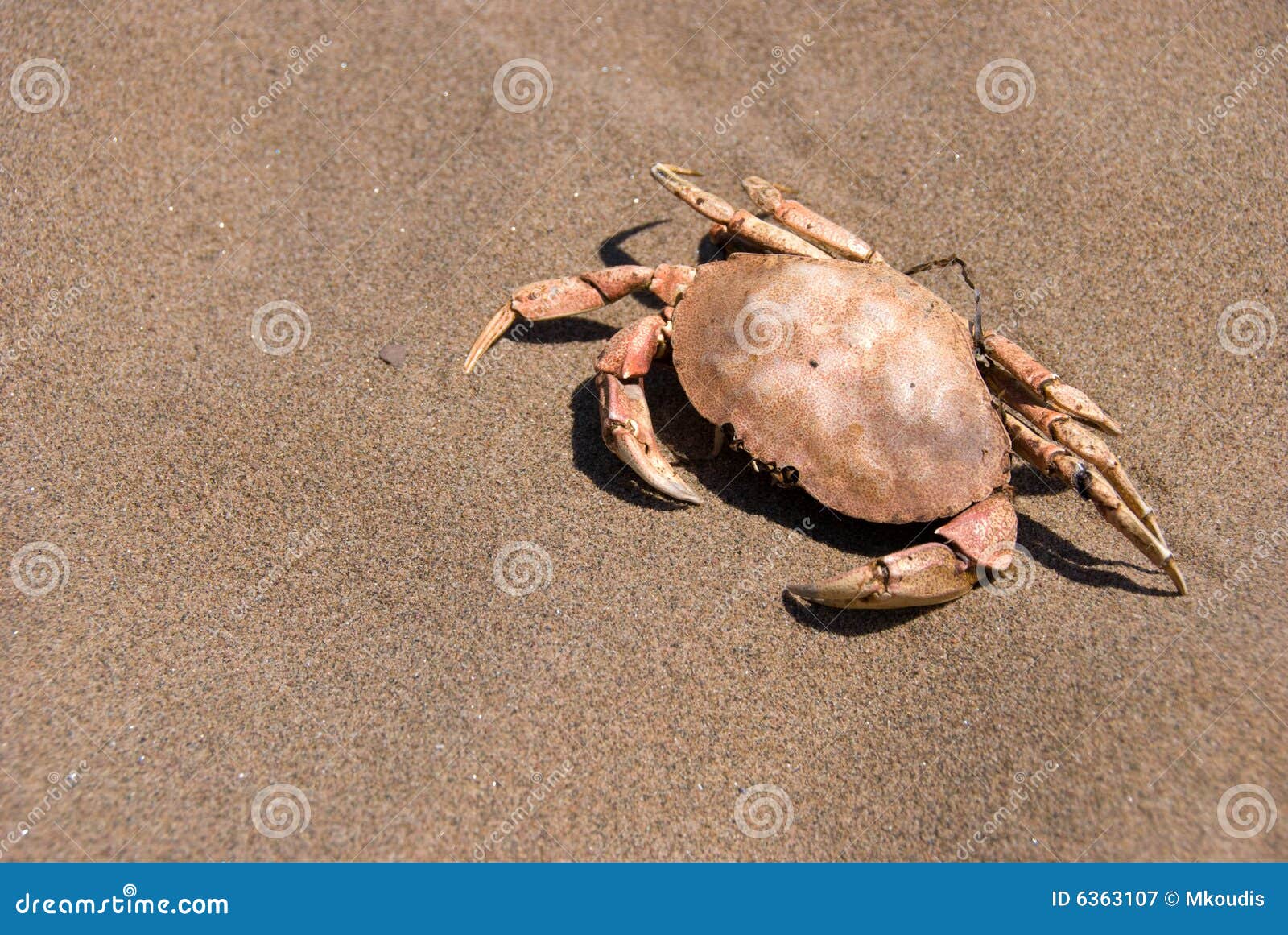 Crab Shell stock image. Image of alone, isolated, crustasean - 6363107