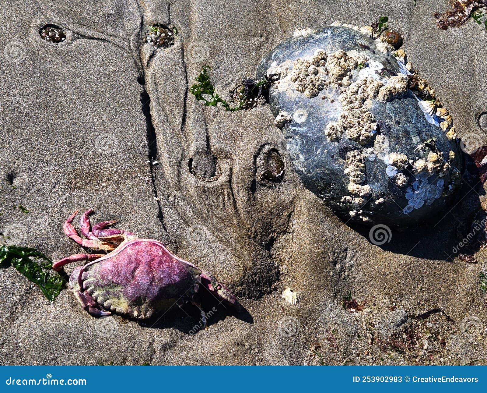 Crab Shell and Barnacle-encrusted Rock on Smooth Sand Stock Image ...