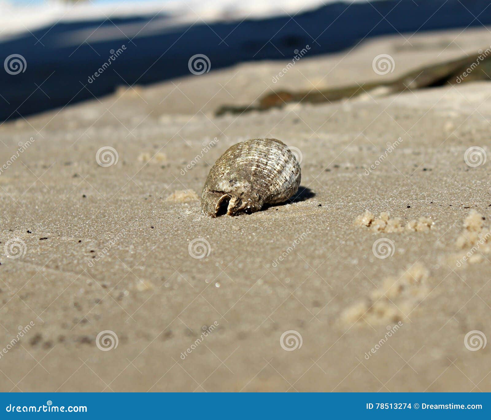 Crab in shell on the beach stock photo. Image of hermit - 78513274
