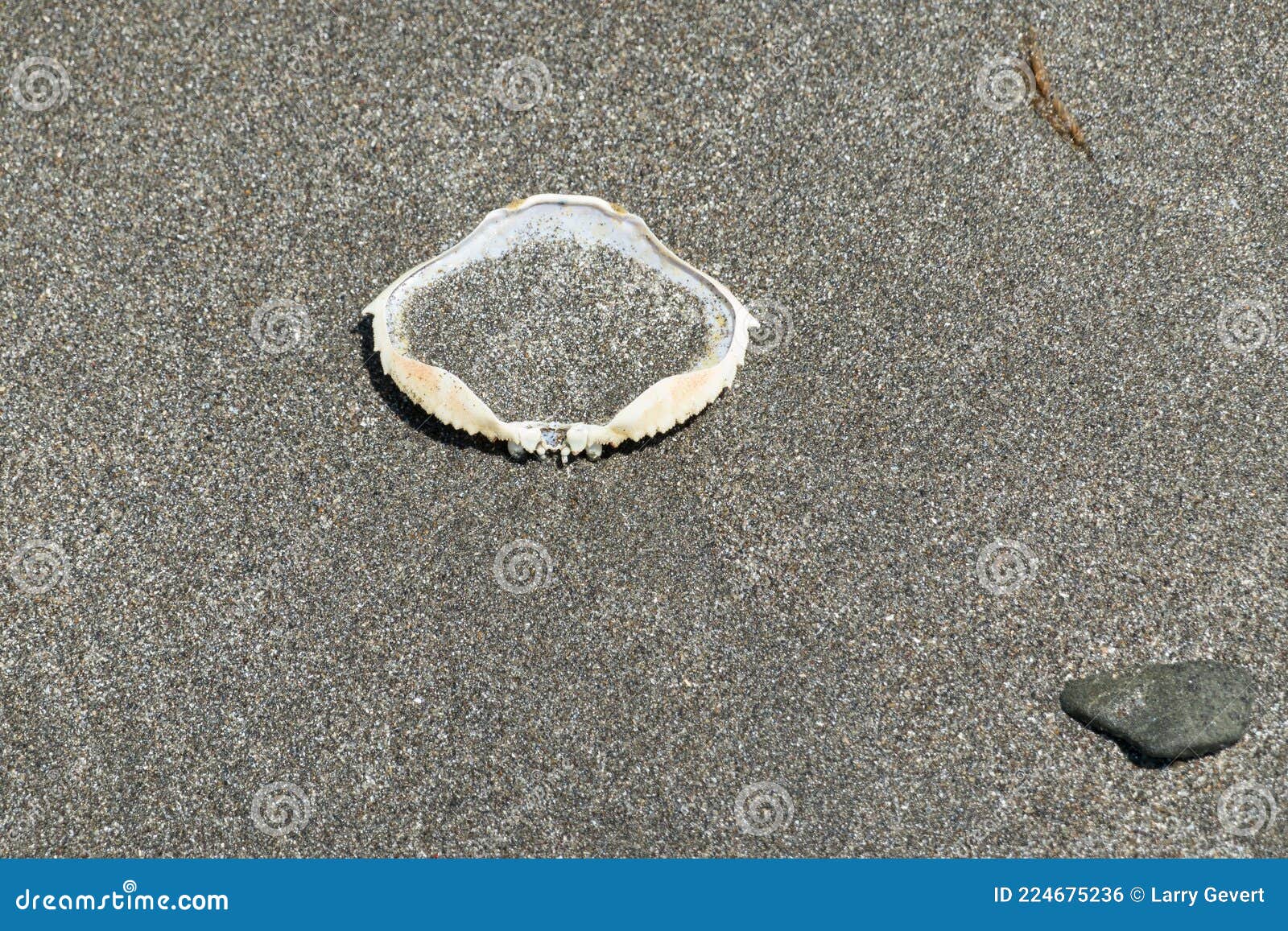 Crab shell on the beach stock photo. Image of crabber - 224675236