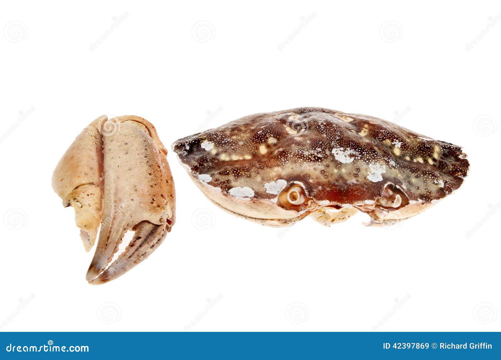 Crab shell and claw stock image. Image of claw, creature - 42397869