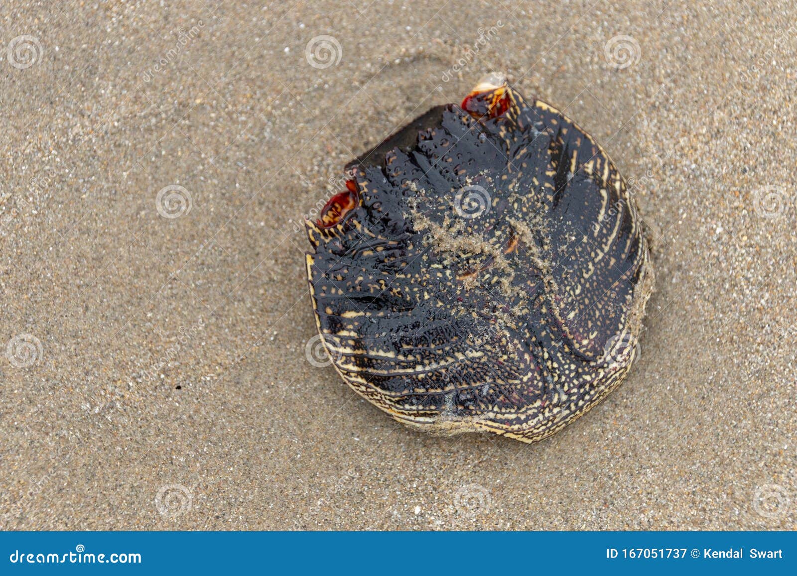 Crab Shell stock image. Image of entertainment, holidays - 167051737