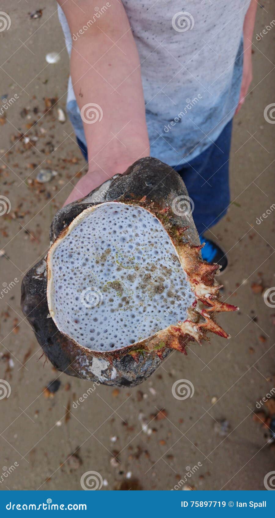 92 Crustation Photos - Free & Royalty-Free Stock Photos from Dreamstime