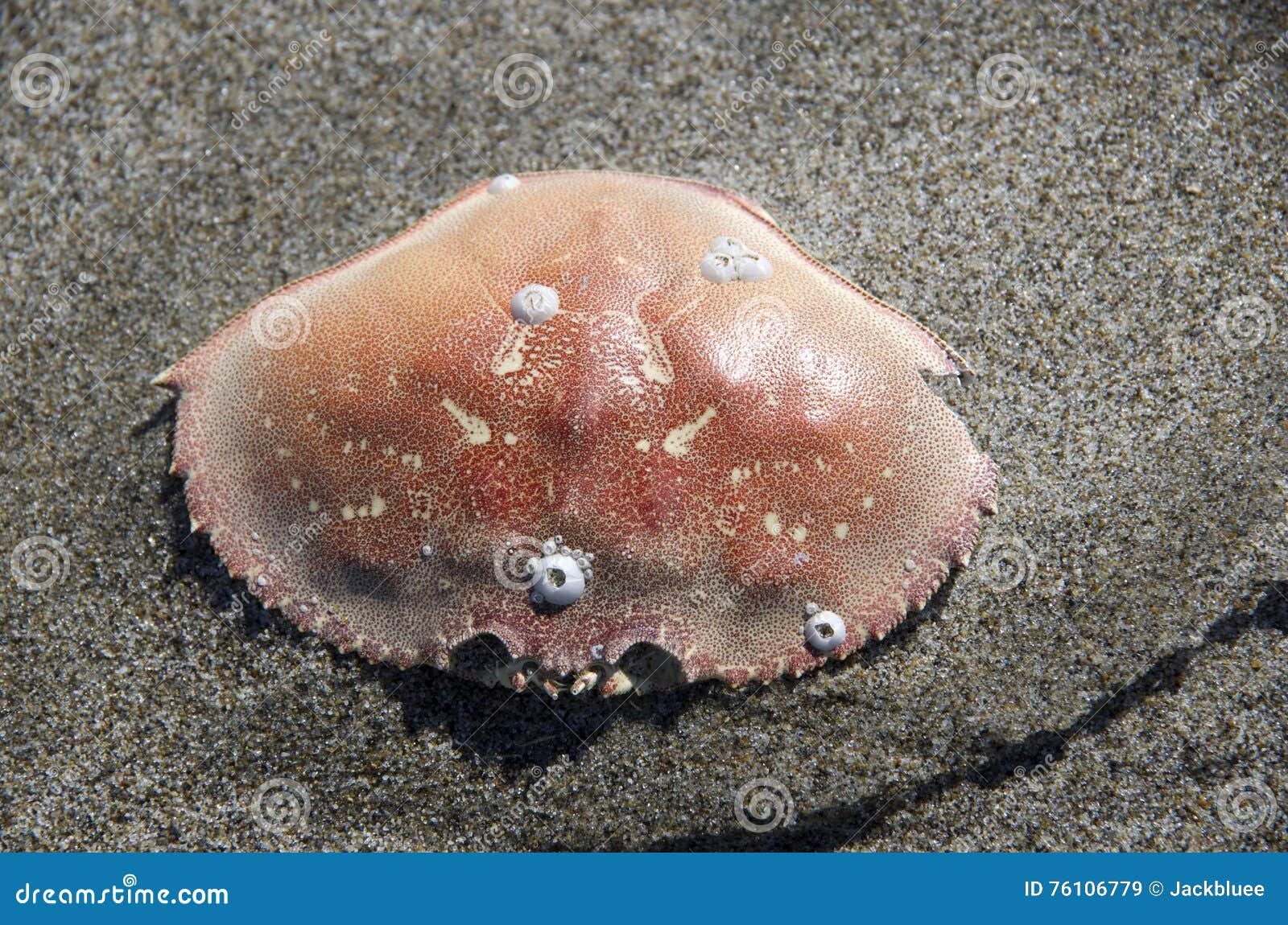 Crab Shell Or Exoskeleton On Tidal Beach Sand Royalty-Free Stock Image ...