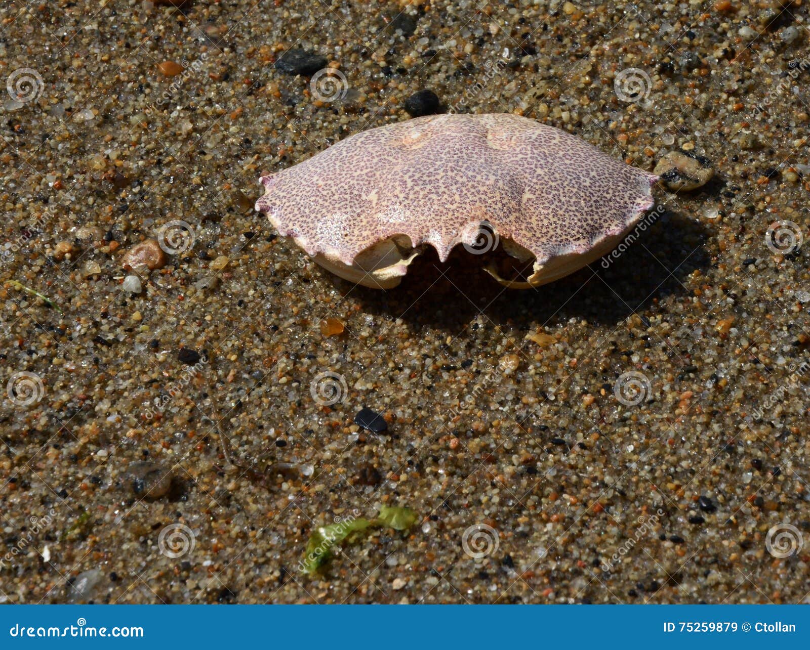 Crab Shell - Large stock image. Image of legs, outdoor - 75259879